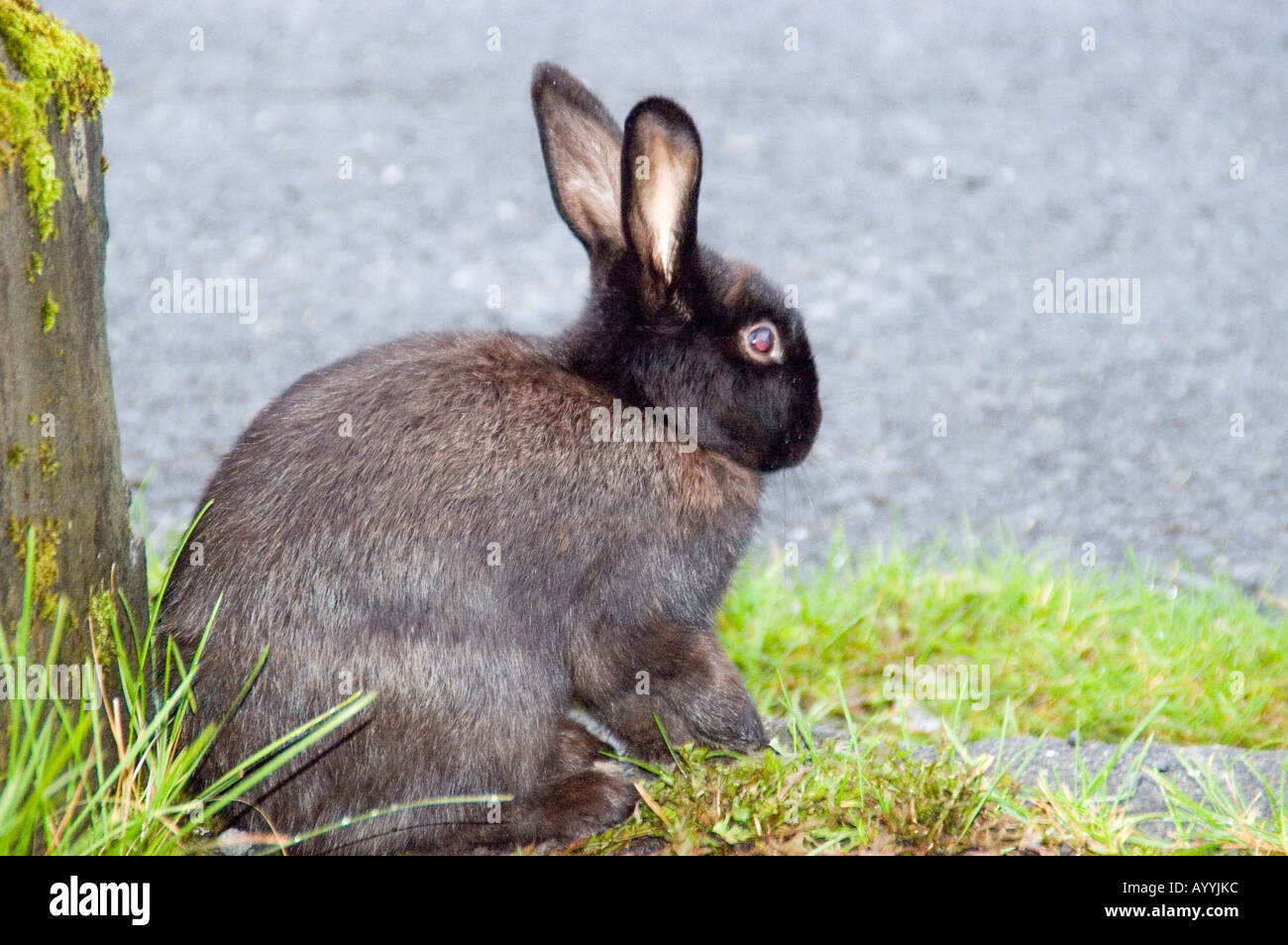 Feral rabbit ,Valdez, Alaska Stock Photo - Alamy