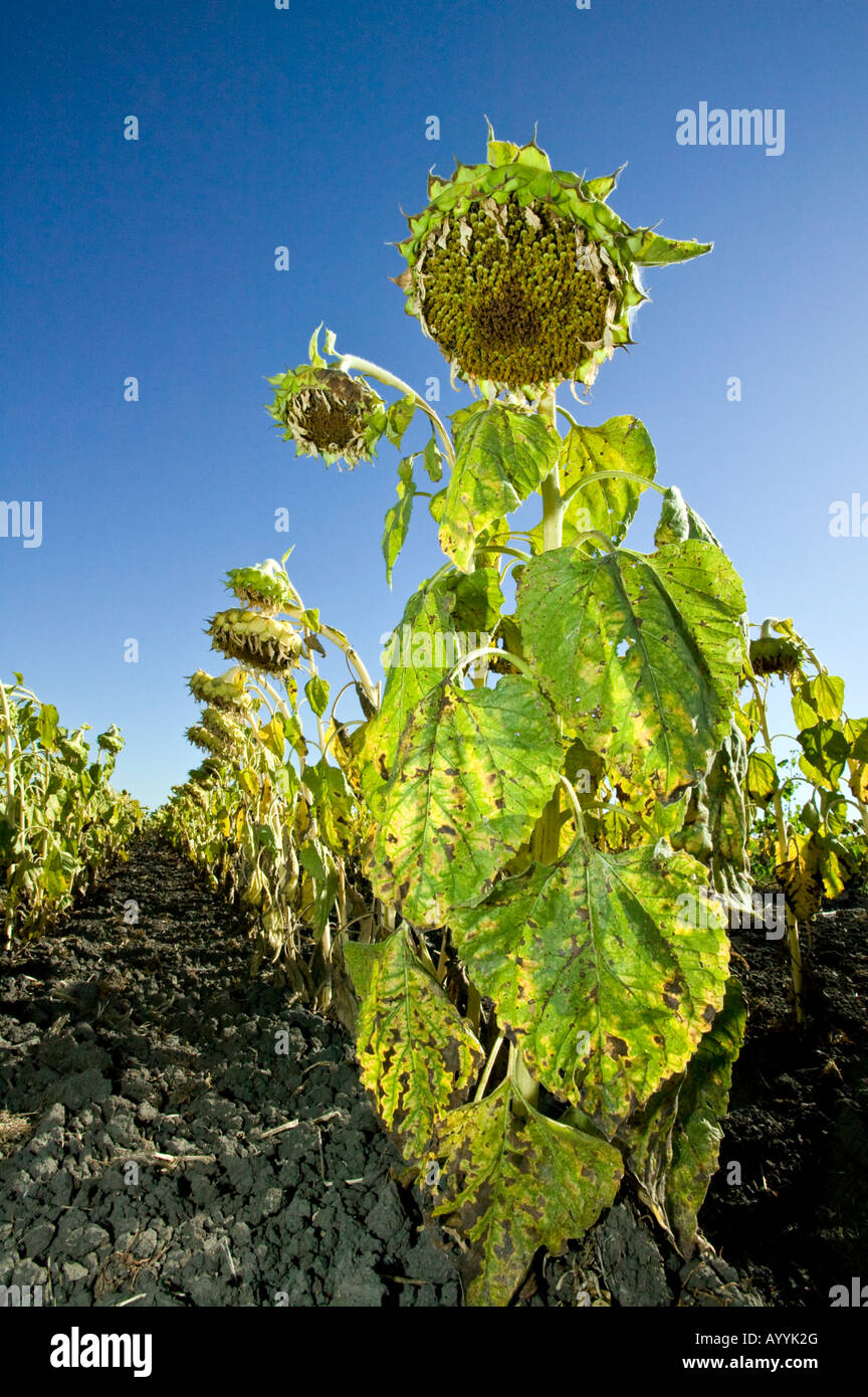 drying sunflowers past their prime Stock Photo - Alamy