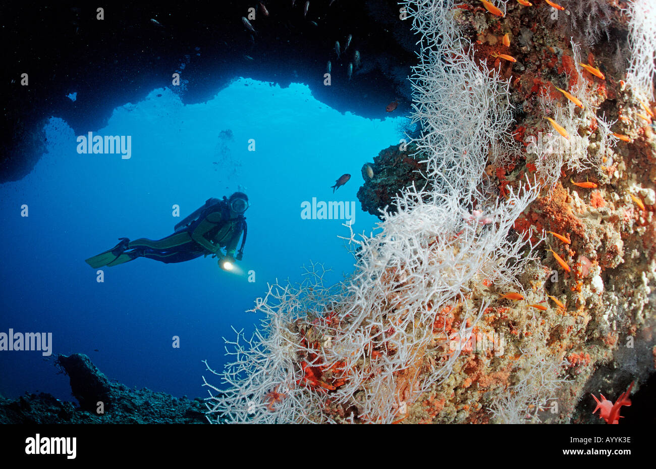 Scuba diver and Coral reef Maldives Islands Indian ocean Ari Atol Atoll ...