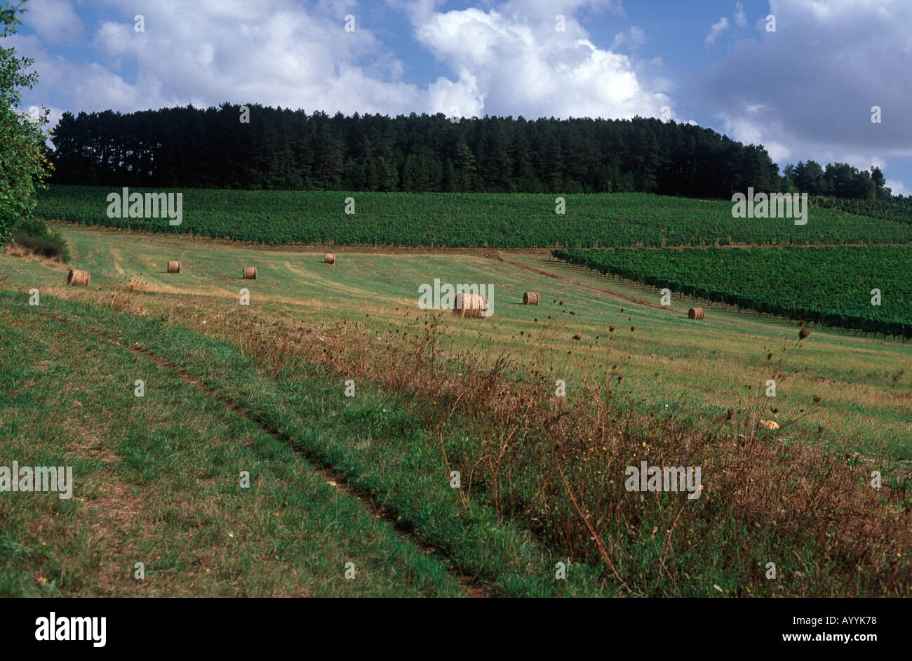 Grands Crus long distance footpath (GR7) through vineyards and hay ...