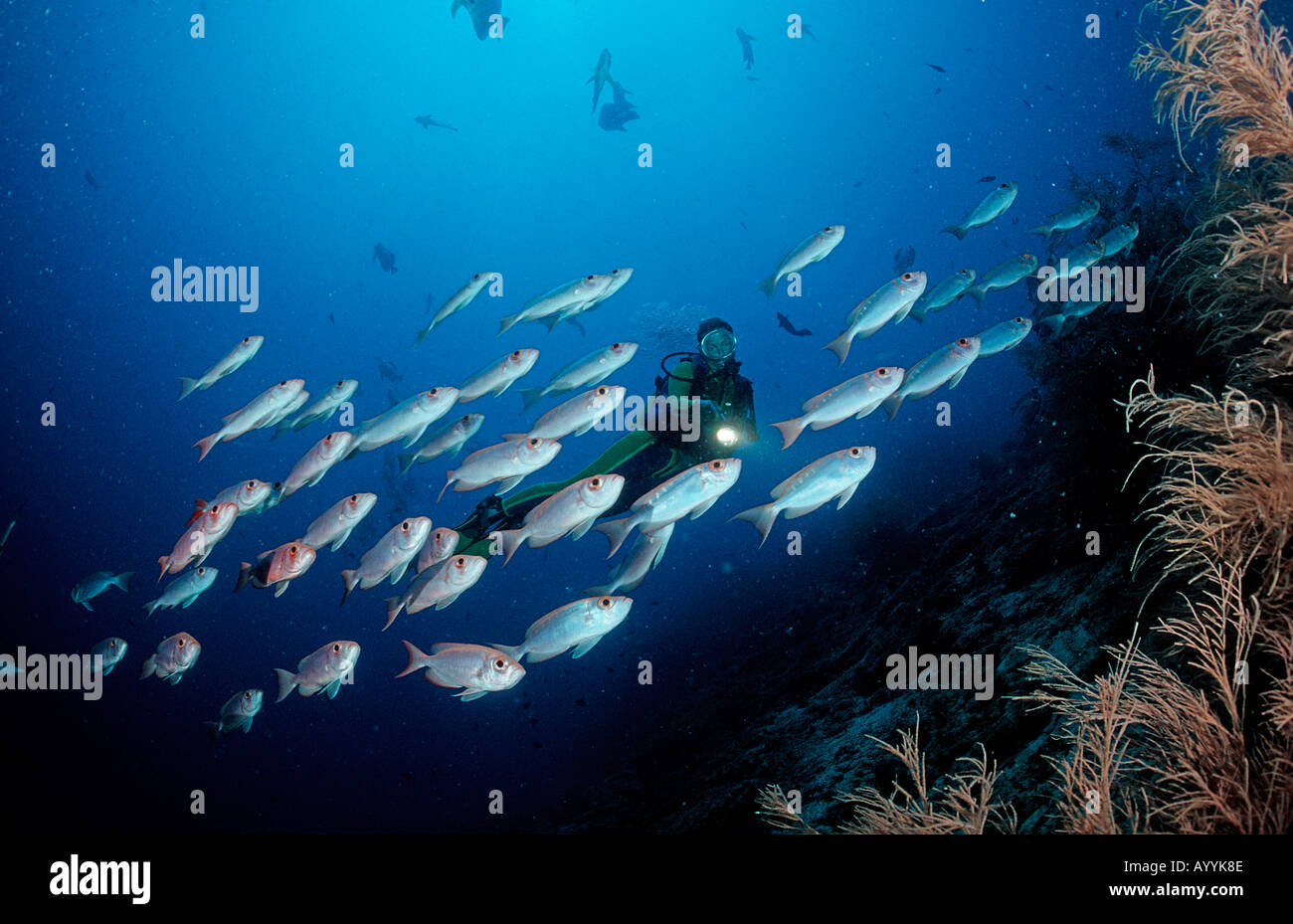 Crescent tail bigeye and scuba diver Priacanthus hamrur Maldives ...