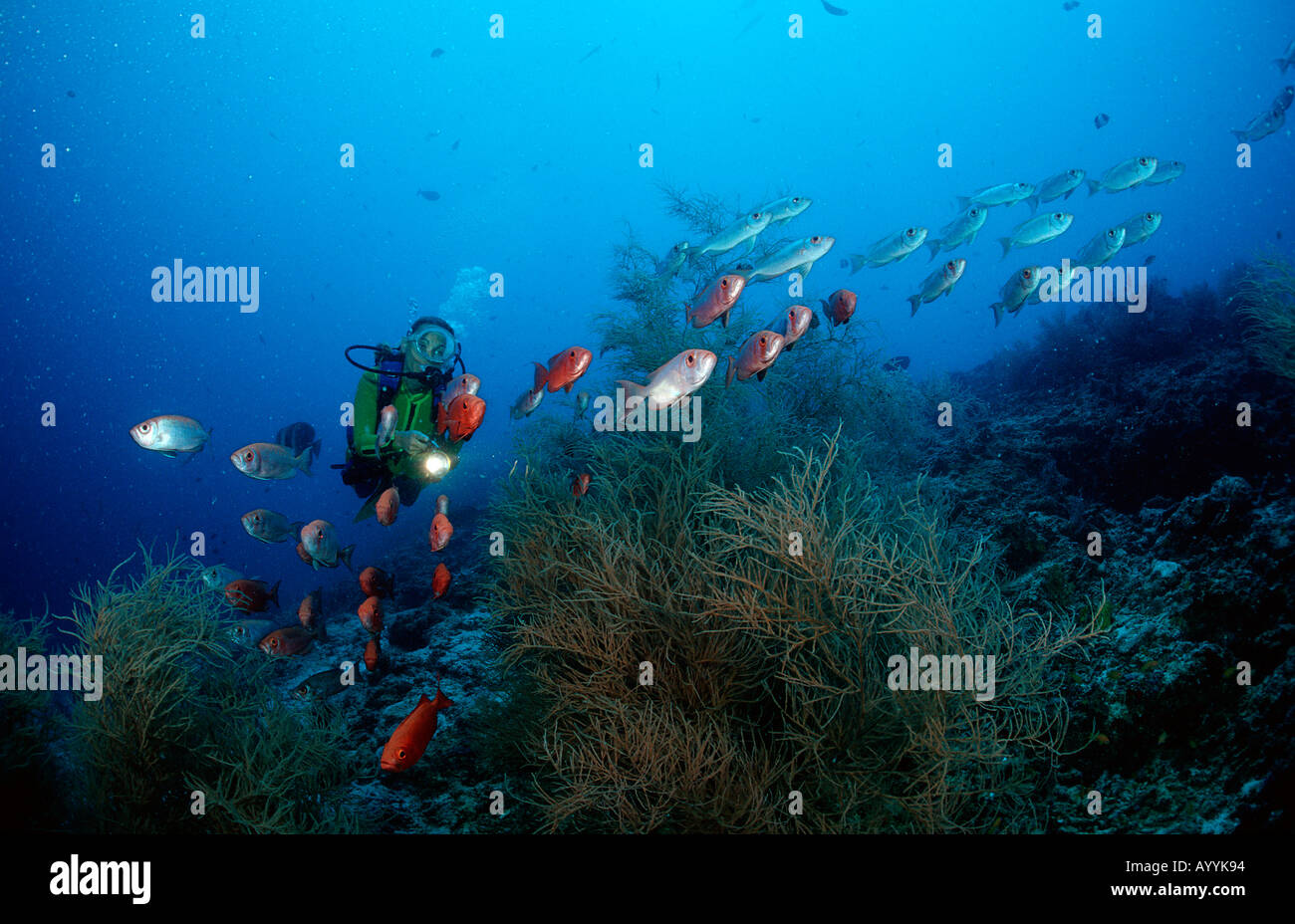 Crescent tail bigeye and scuba diver Priacanthus hamrur Maldives ...