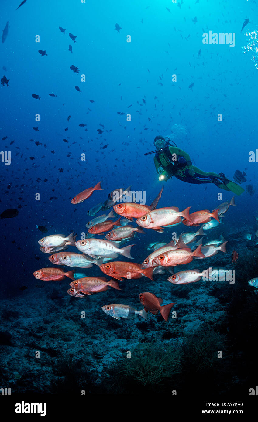 Crescent tail bigeye and scuba diver Priacanthus hamrur Maldives ...