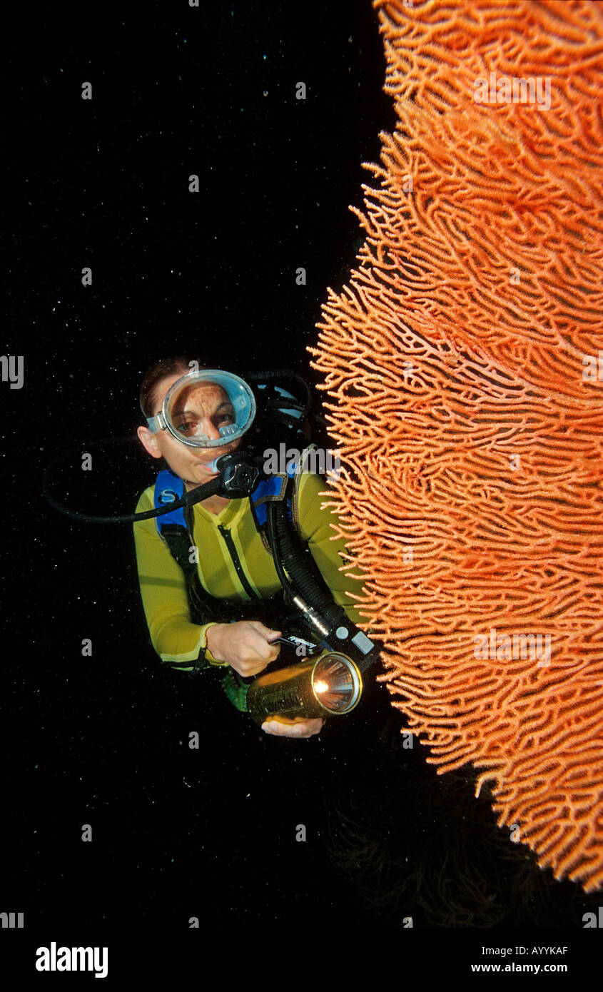 Night dive Maldives Islands Indian ocean Ari Atol Atoll Stock Photo - Alamy