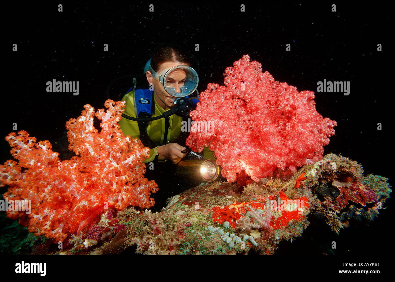 Night dive Maldives Islands Indian ocean Ari Atol Atoll Stock Photo - Alamy