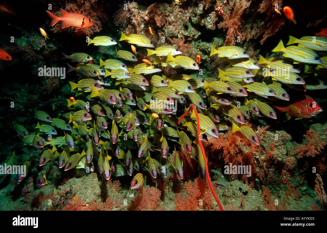 Fivelined snapper Lutjanus quinquelineatus Maldives Islands Indian ...
