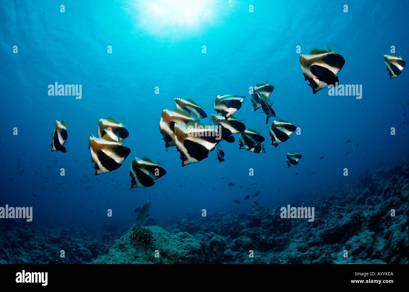 Humphead bannerfish Heniochus varius Maldives Islands Indian ocean Ari ...