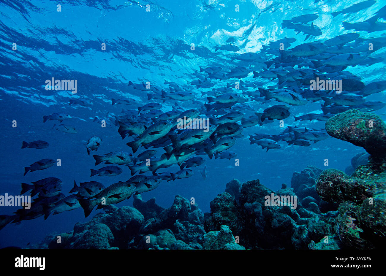 Black snapper Macolor niger Maldives Islands Indian ocean Ari Atol ...