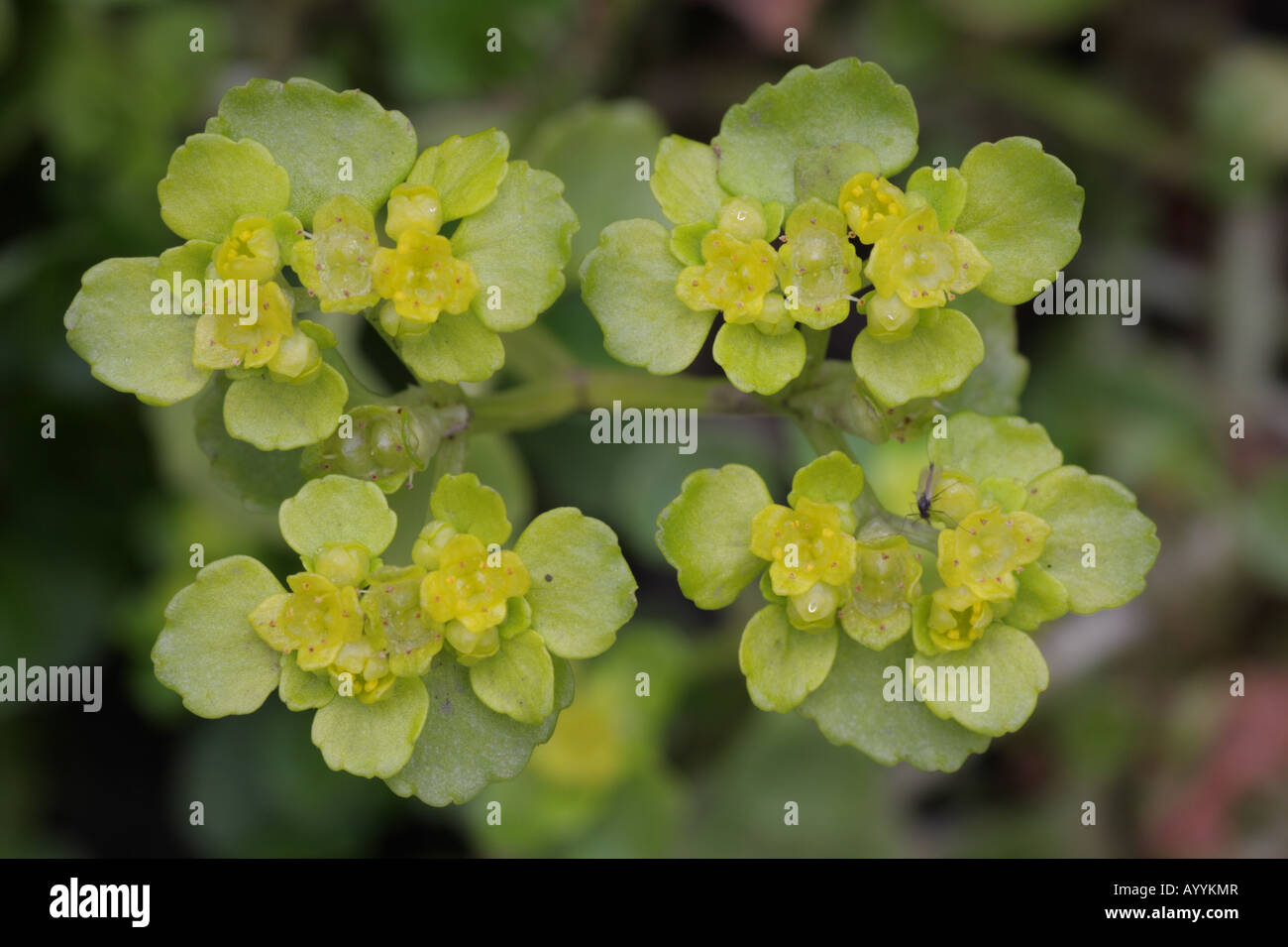 Opposite Leaved Golden Saxifrage - Chrysosplenium oppositifolium Stock ...