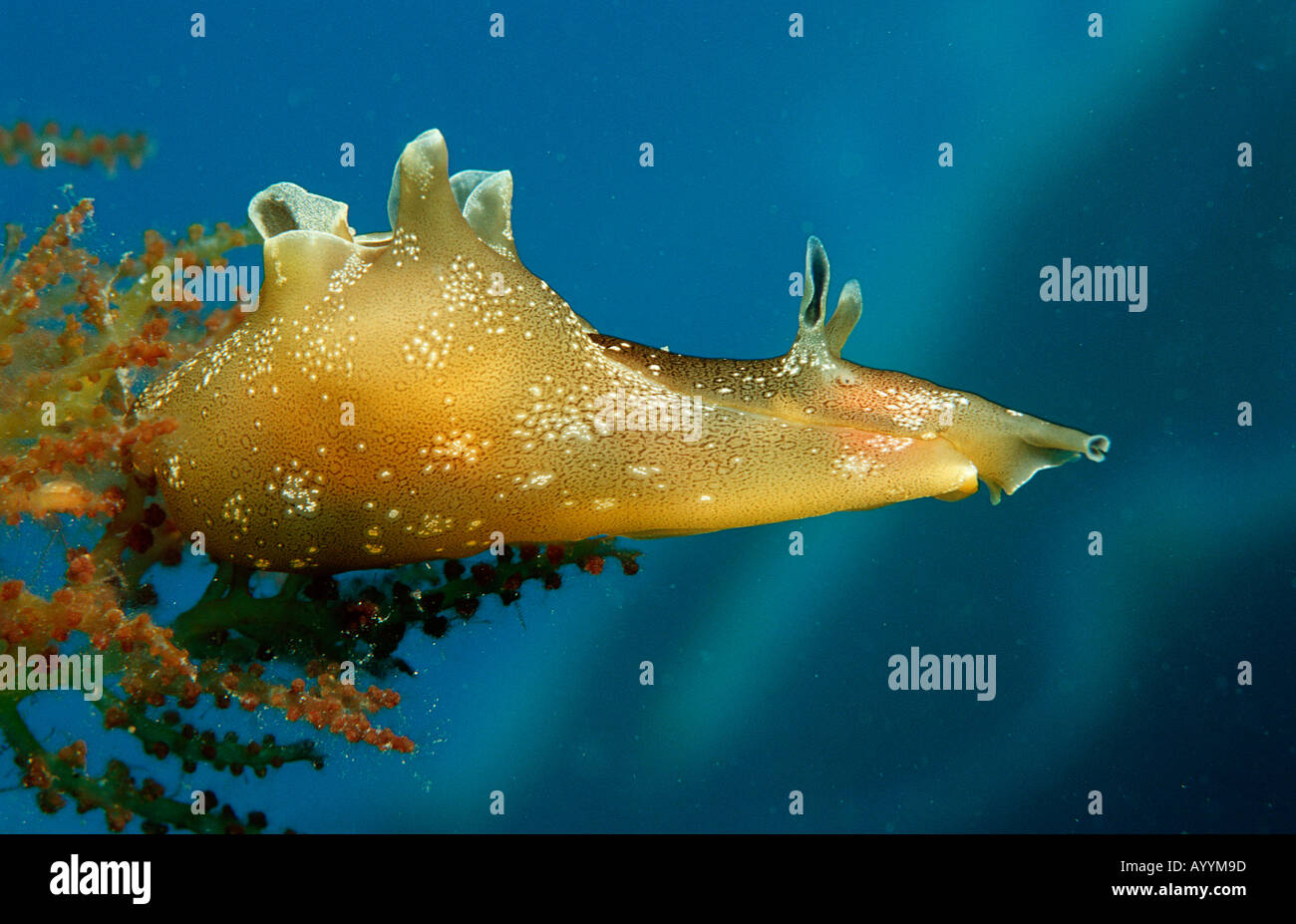 Phylum Mollusca Aplysia