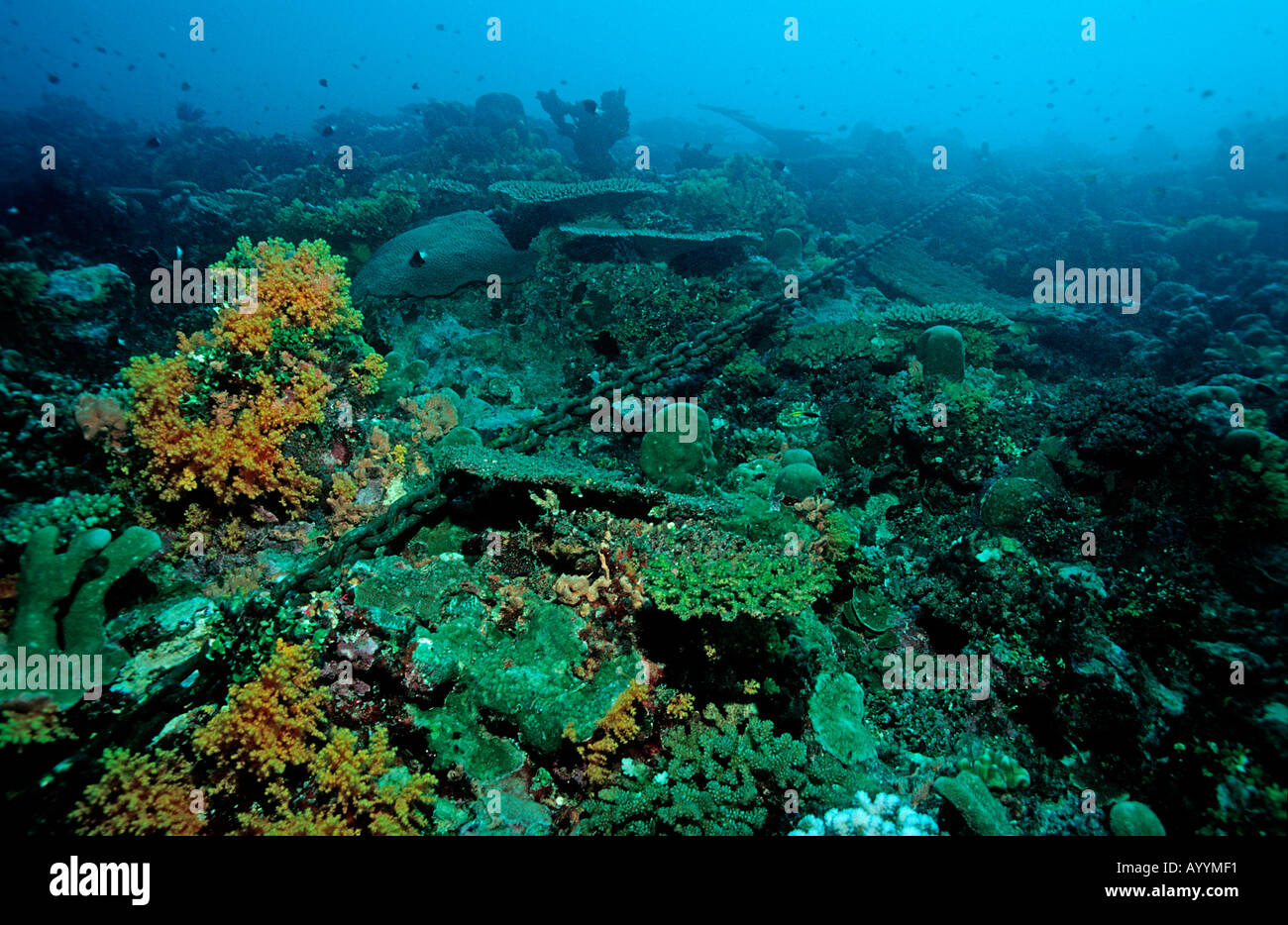 chain cable destroys coral reef Papua New Guinea Pacific Ocean Stock ...