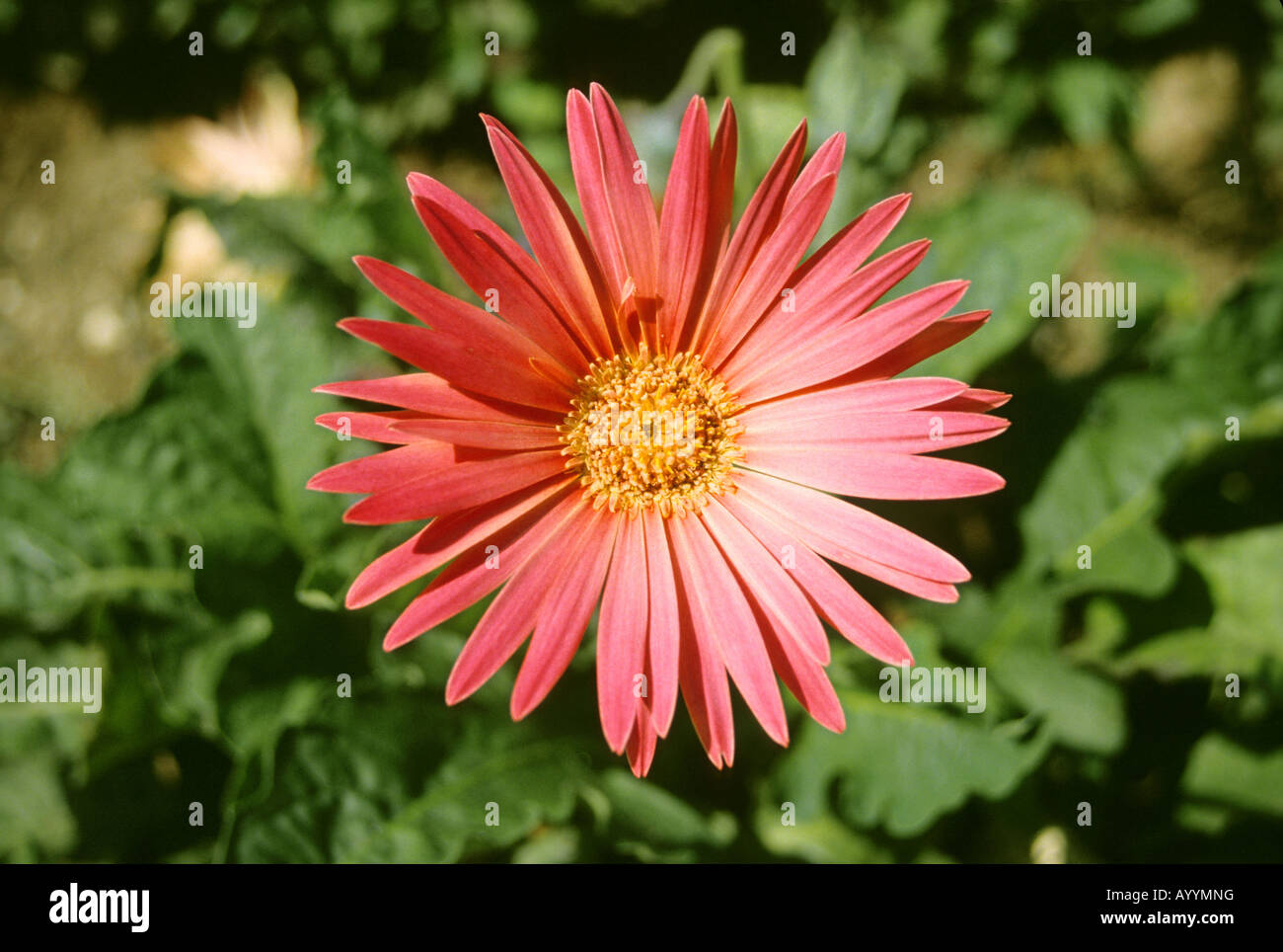 Gerbera hi-res stock photography and images - Alamy