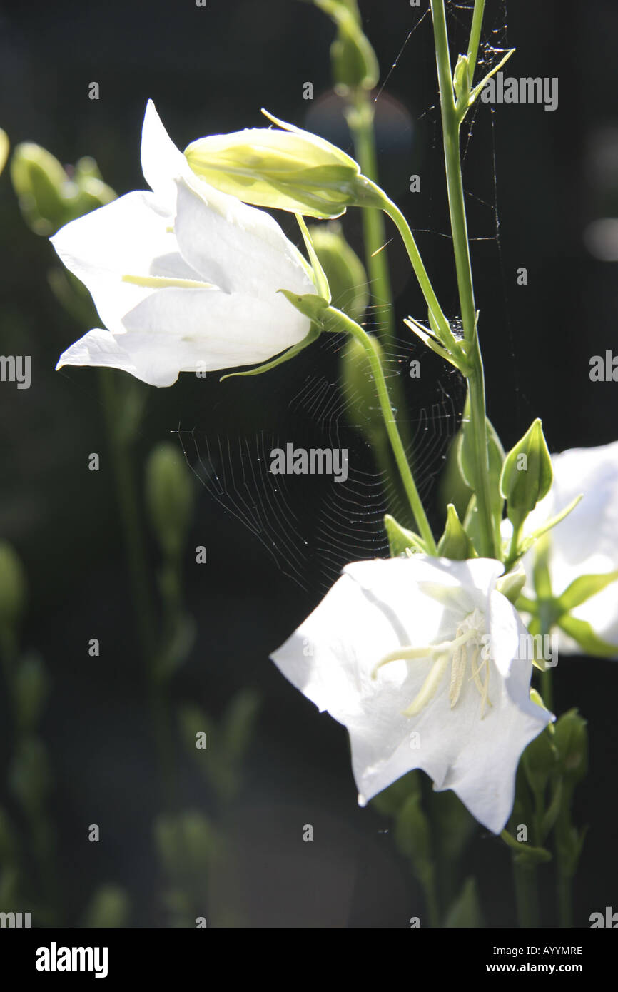 Cobweb on Flower Stock Photo - Alamy