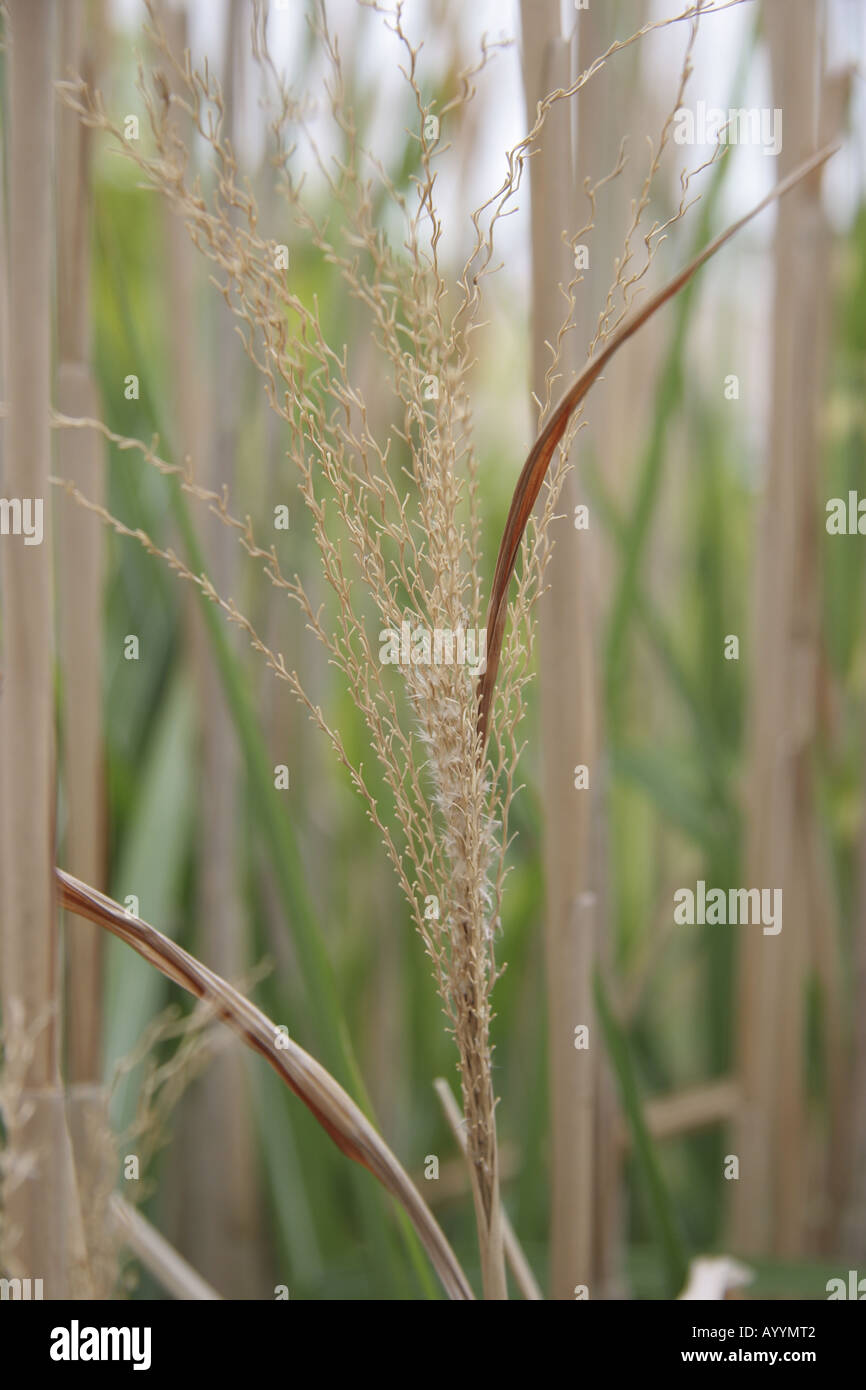 Bamboo Seed Head Stock Photo - Alamy
