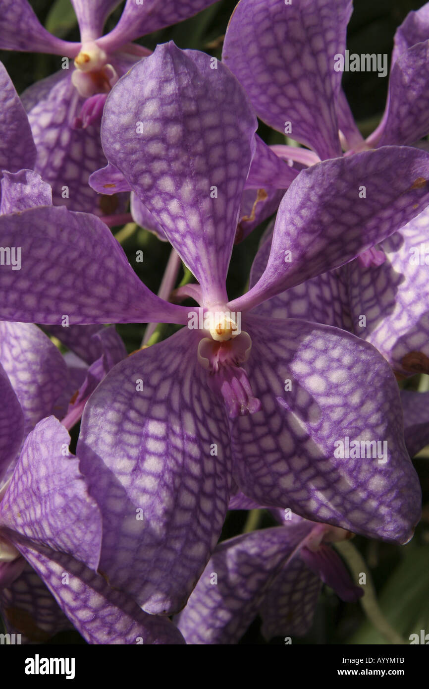 Open orchids hi-res stock photography and images - Alamy