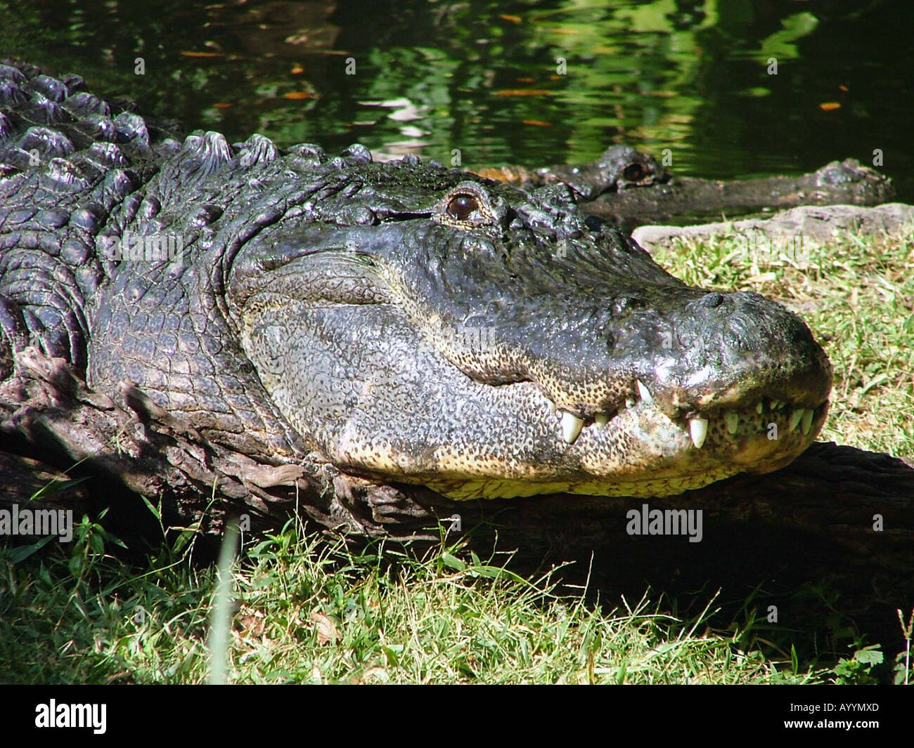 American alligator smiling hi-res stock photography and images - Alamy