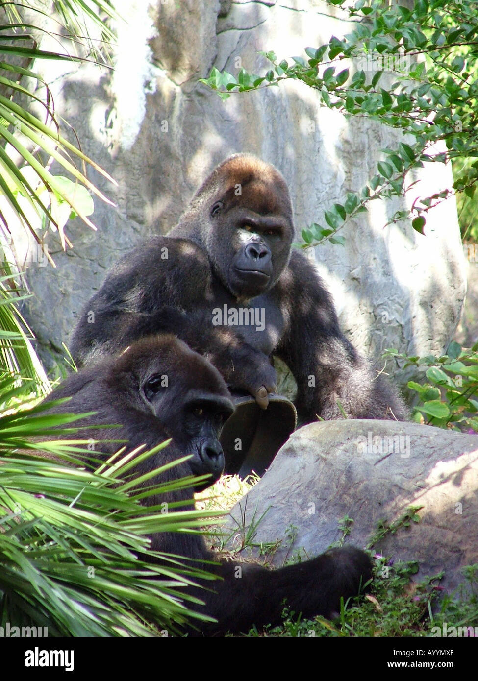 Silver Back Gorilla Stock Photo - Alamy
