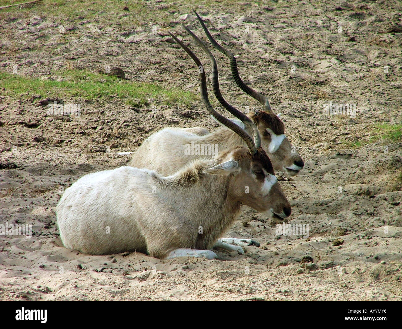Busch gardens animals hi-res stock photography and images - Alamy