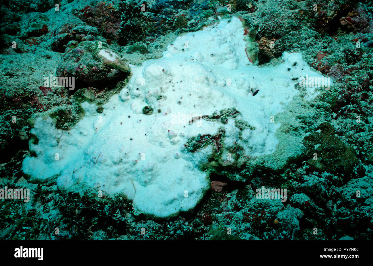 Coral bleaching Bleached coral reef Maldives Islands Indian Ocean Stock ...