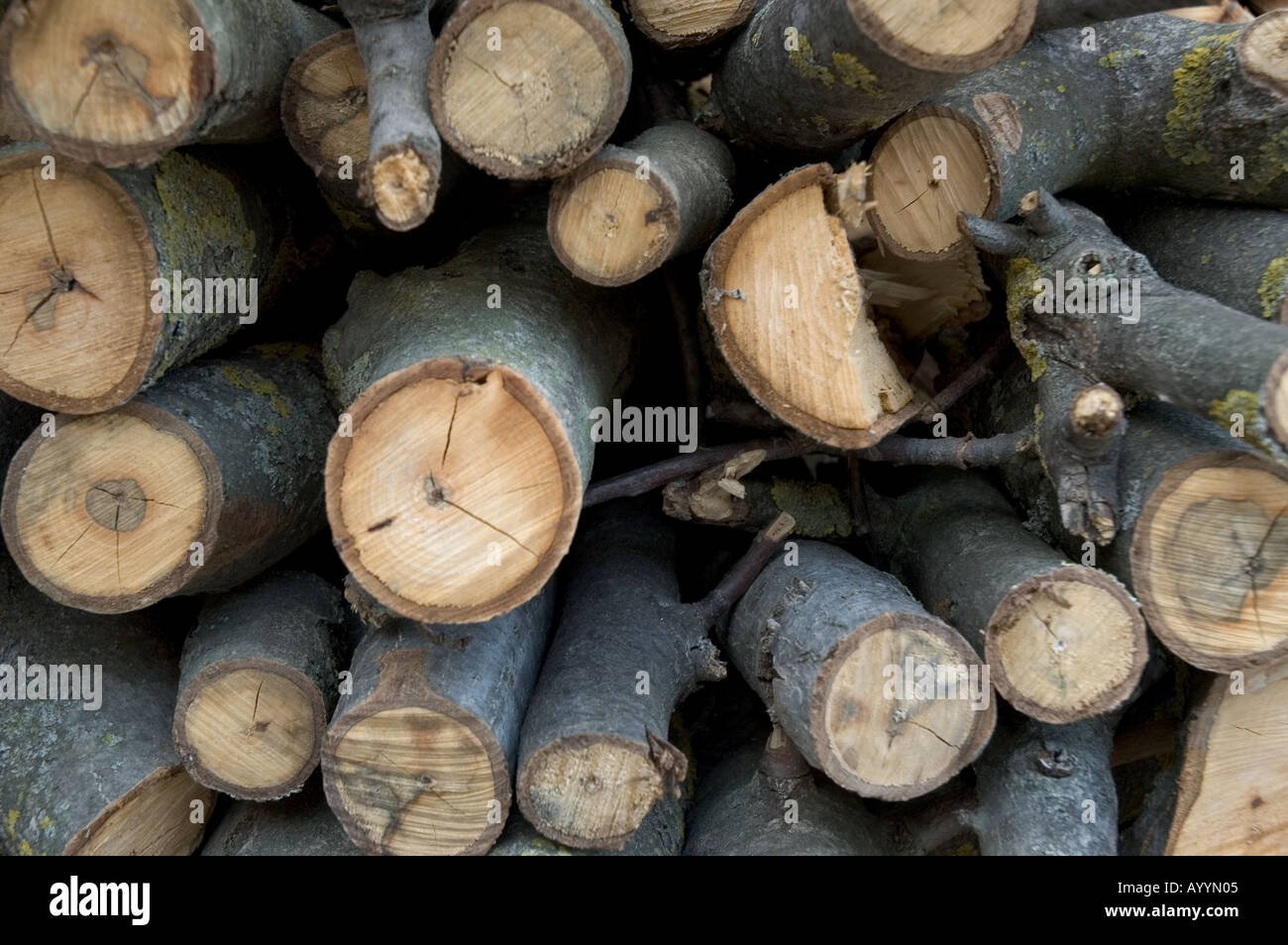 Sawn hi-res stock photography and images - Alamy