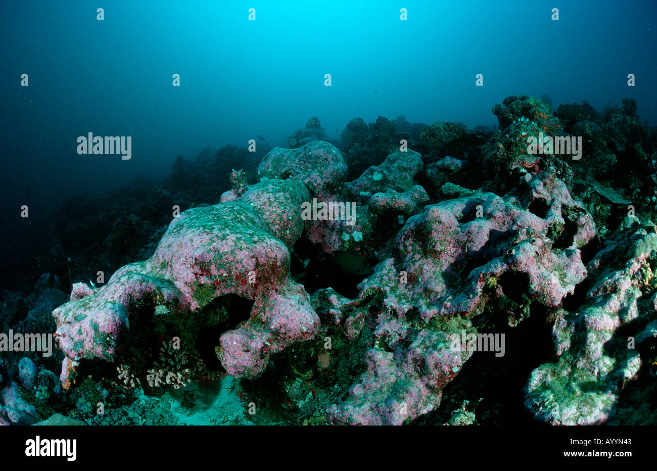 Coral bleaching Dead coral reef Maldives Islands Indian Ocean Stock ...