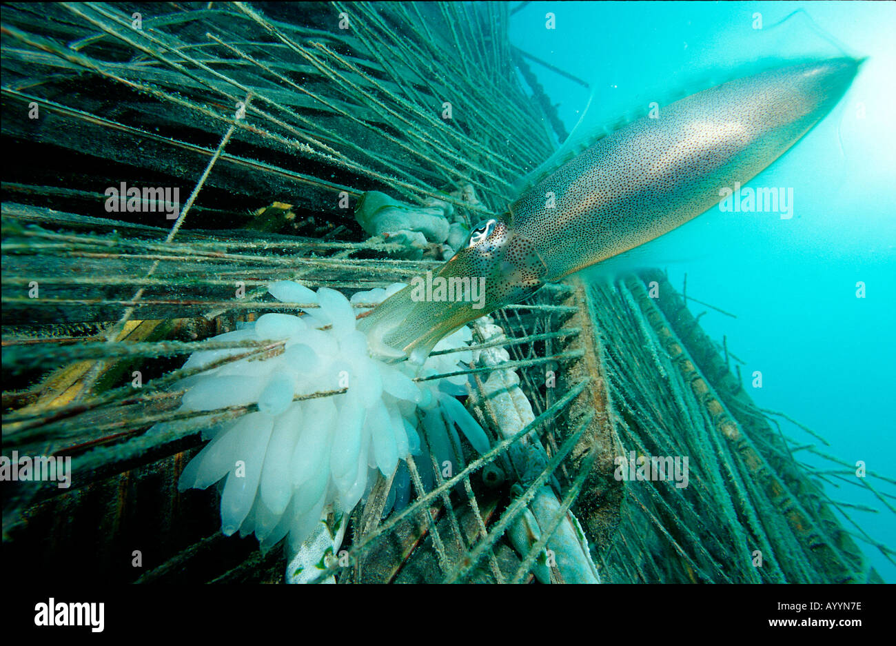 Reef squid laying eggs Sepiotheuthis australis Malaysia Pacific Ocean ...