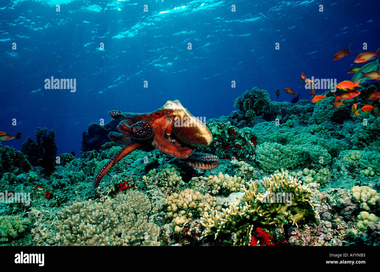 Octopus Octopus cyanea Egypt Red Sea Brother Islands Stock Photo - Alamy