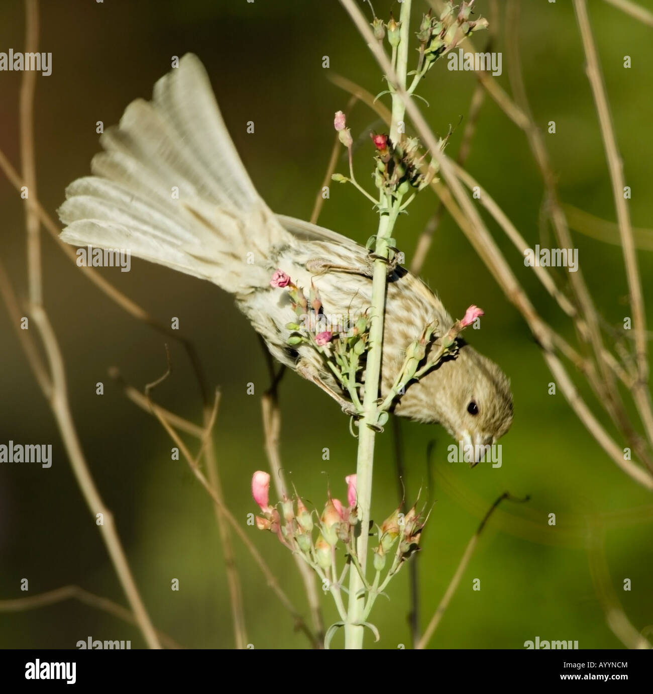 House Finch Carpodacus mexicanus Arizona USA Stock Photo - Alamy