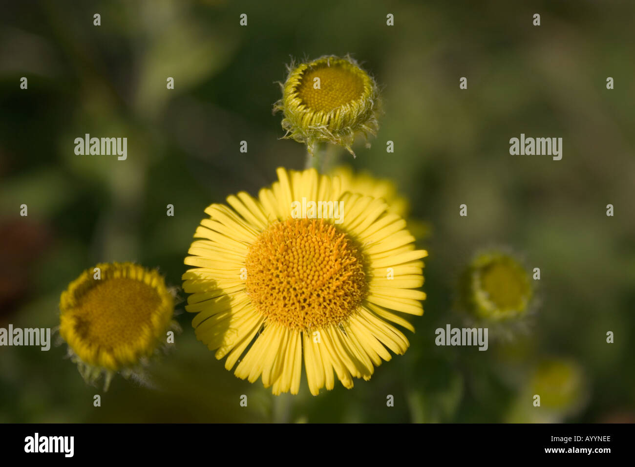 Common Fleabane, Pulicaria Dysenterica Stock Photo - Alamy