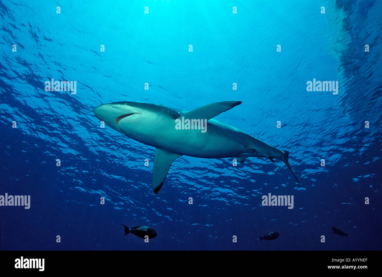 Carcharhinus falciformis red sea hi-res stock photography and images ...