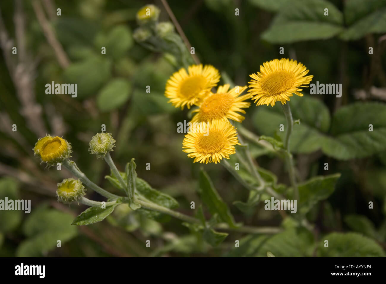 Common Fleabane, Pulicaria Dysenterica Stock Photo - Alamy
