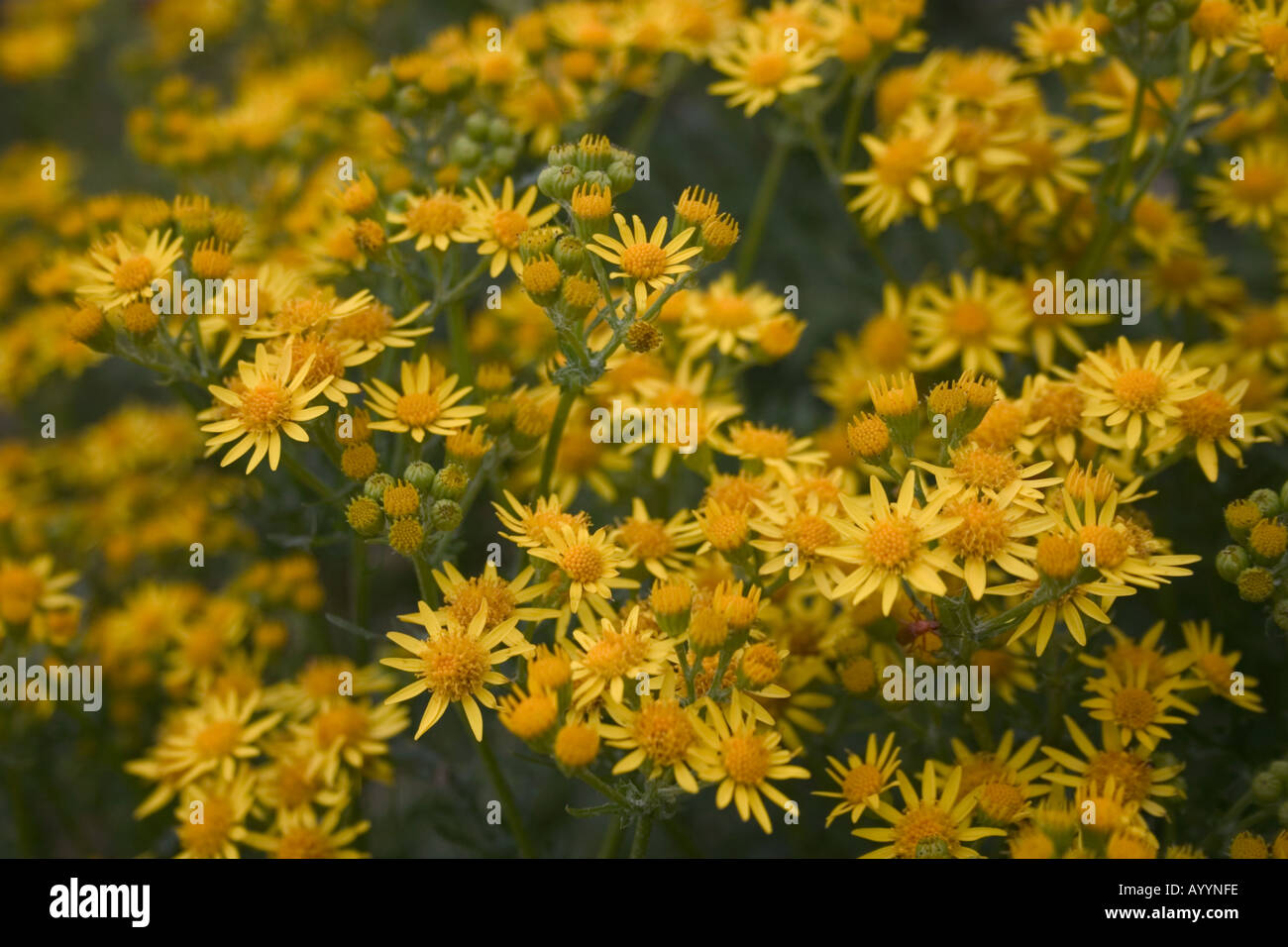 Common Ragwort, Senecio Jacobaea Stock Photo - Alamy