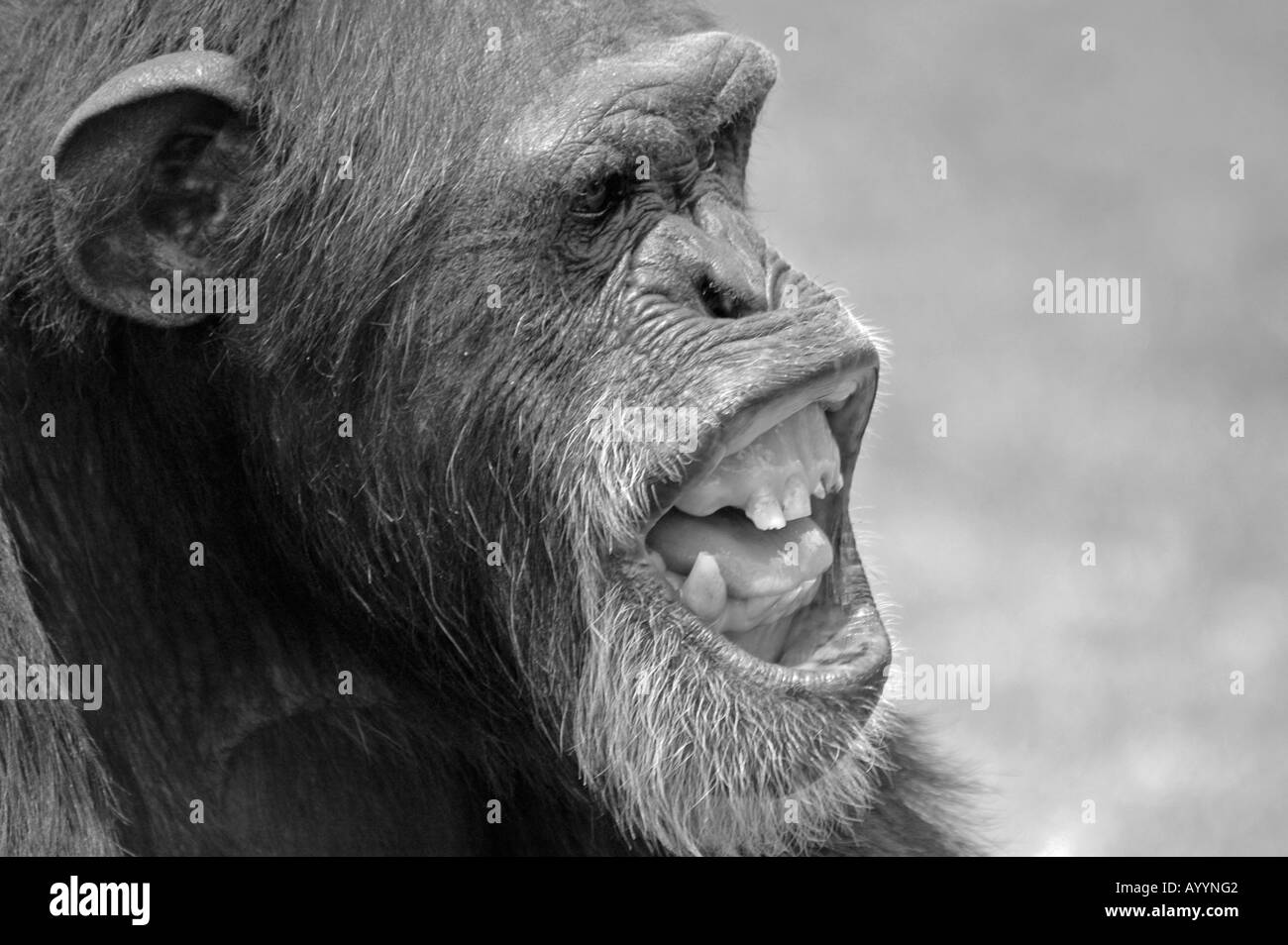 Chimp Body Language Stock Photo - Alamy