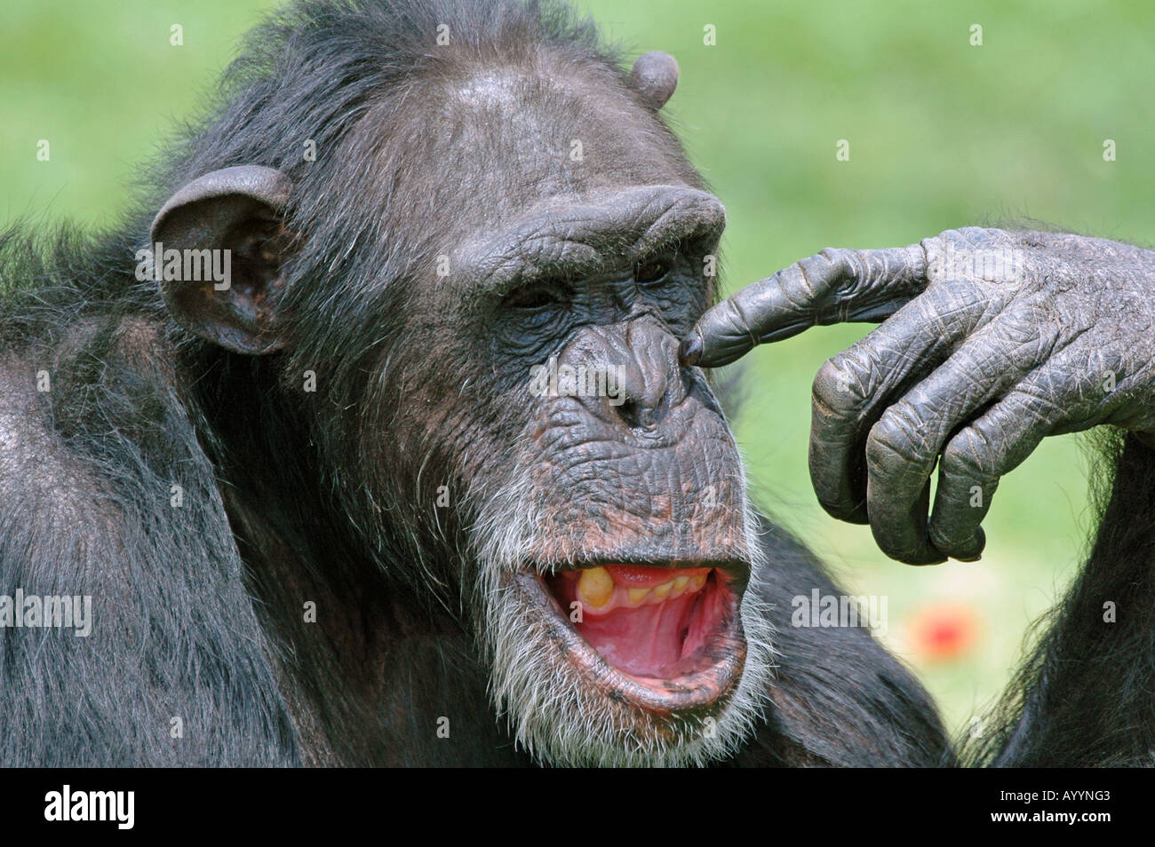 Chimpanzee language hi-res stock photography and images - Alamy