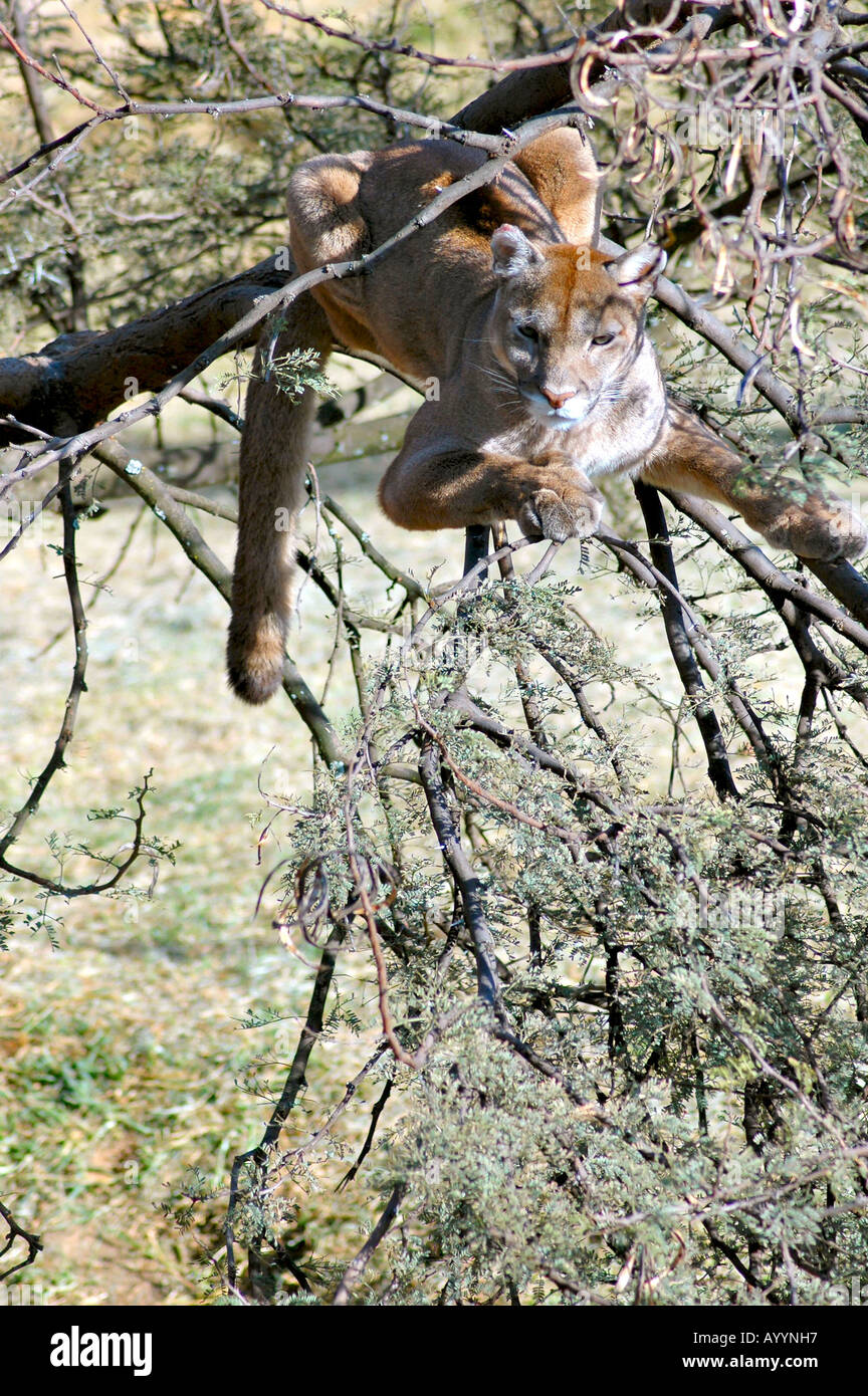 Puma in Tree Stock Photo - Alamy