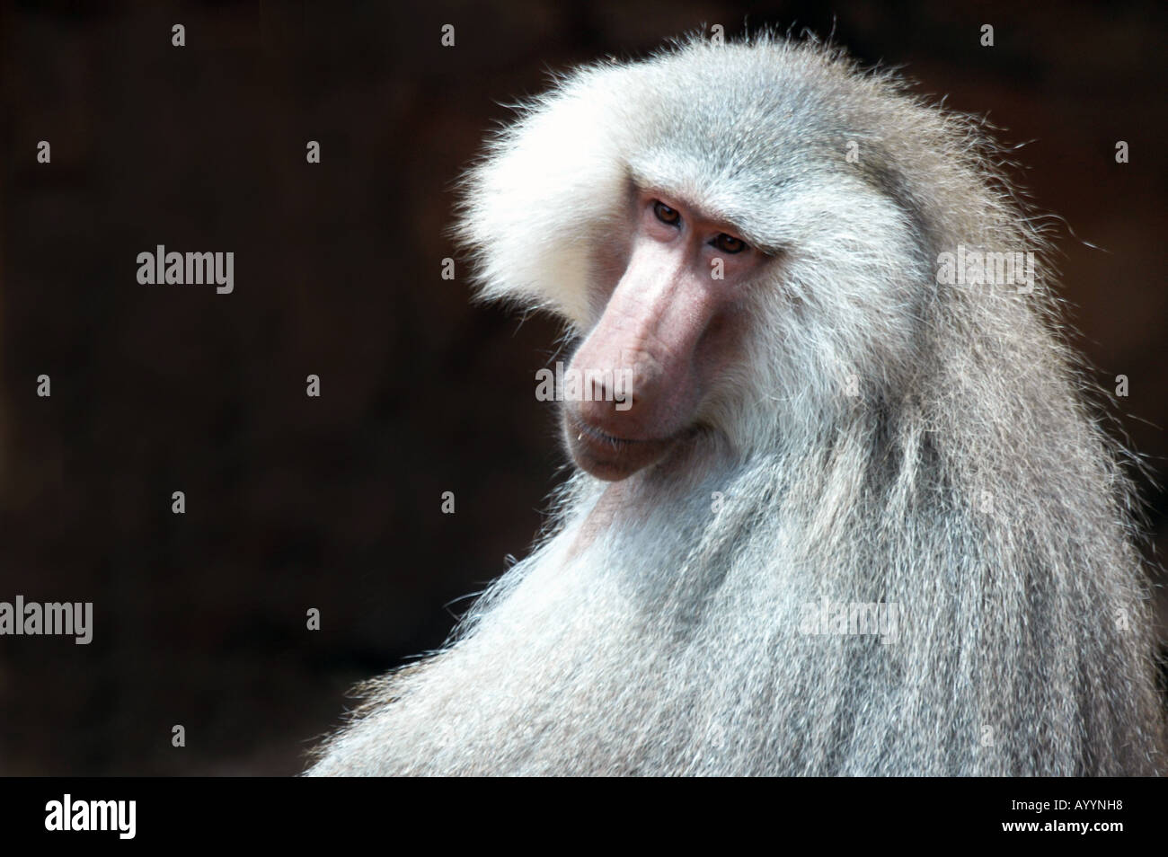 Baboon sat hi-res stock photography and images - Alamy