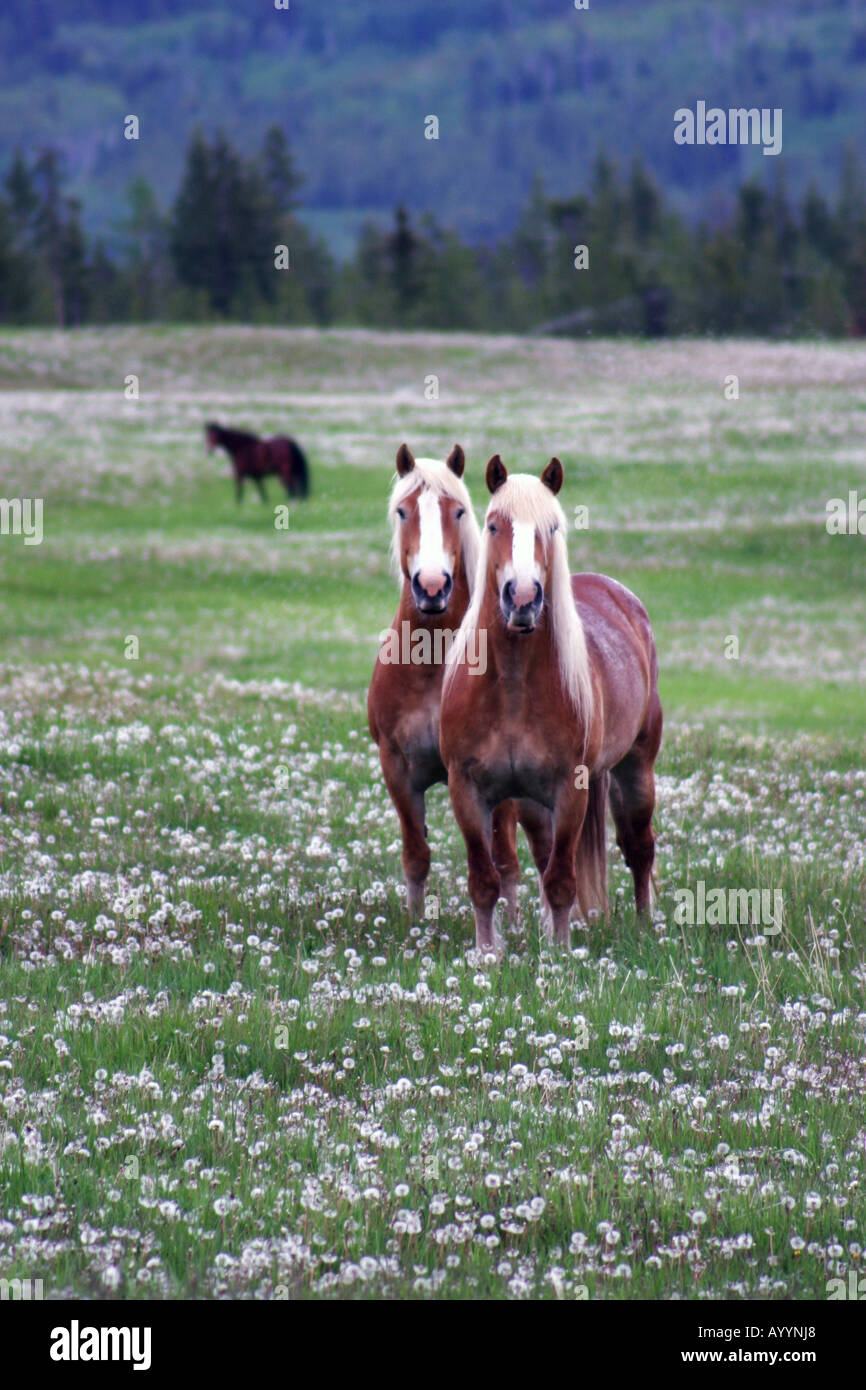 Horses backside hi-res stock photography and images - Alamy