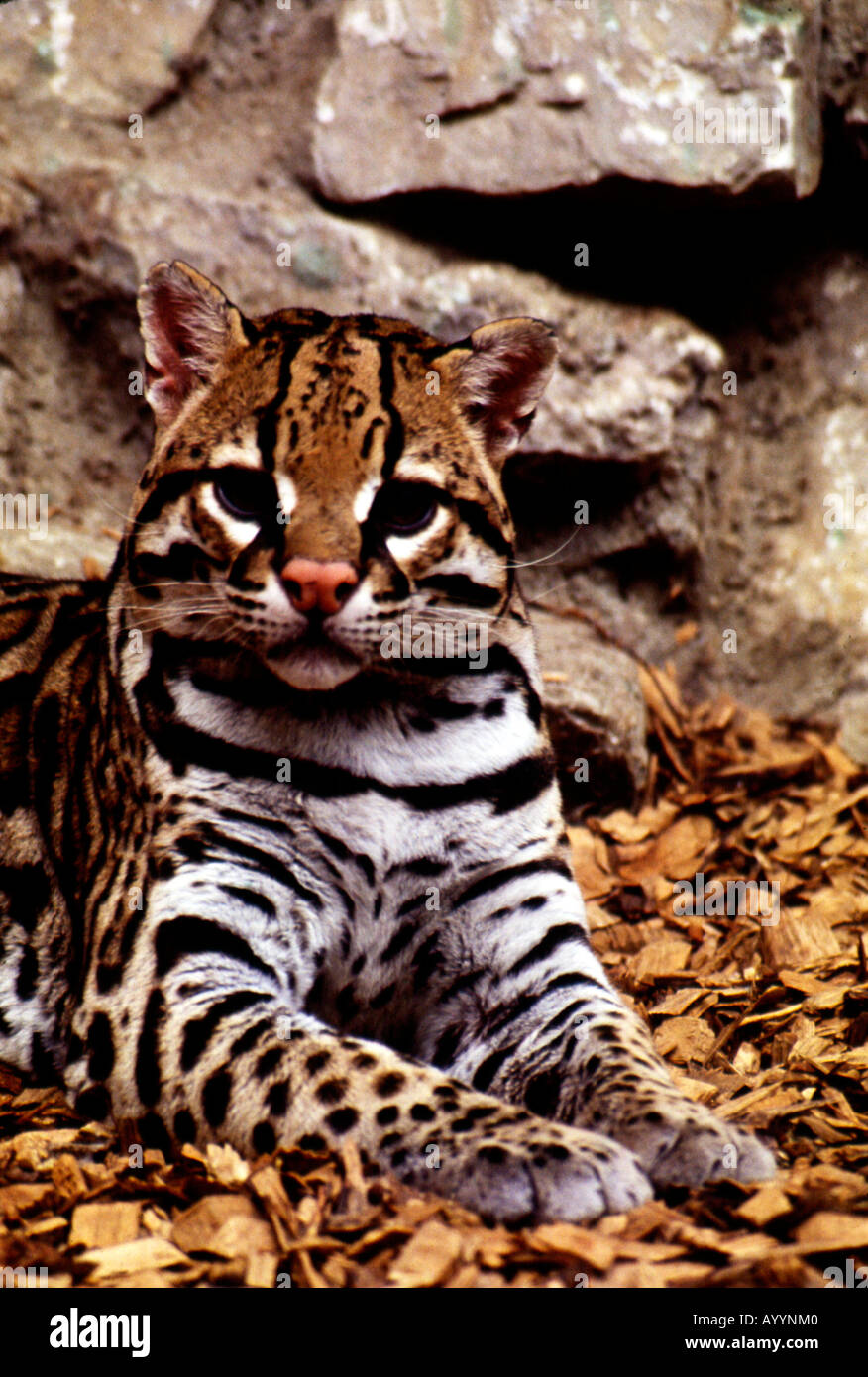 Ocelots leopardus pardalis hi-res stock photography and images - Alamy