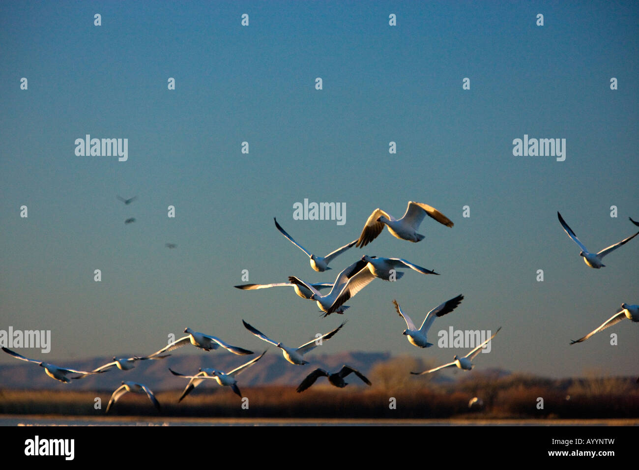 Migrating Snow Geese High Resolution Stock Photography and Images - Alamy
