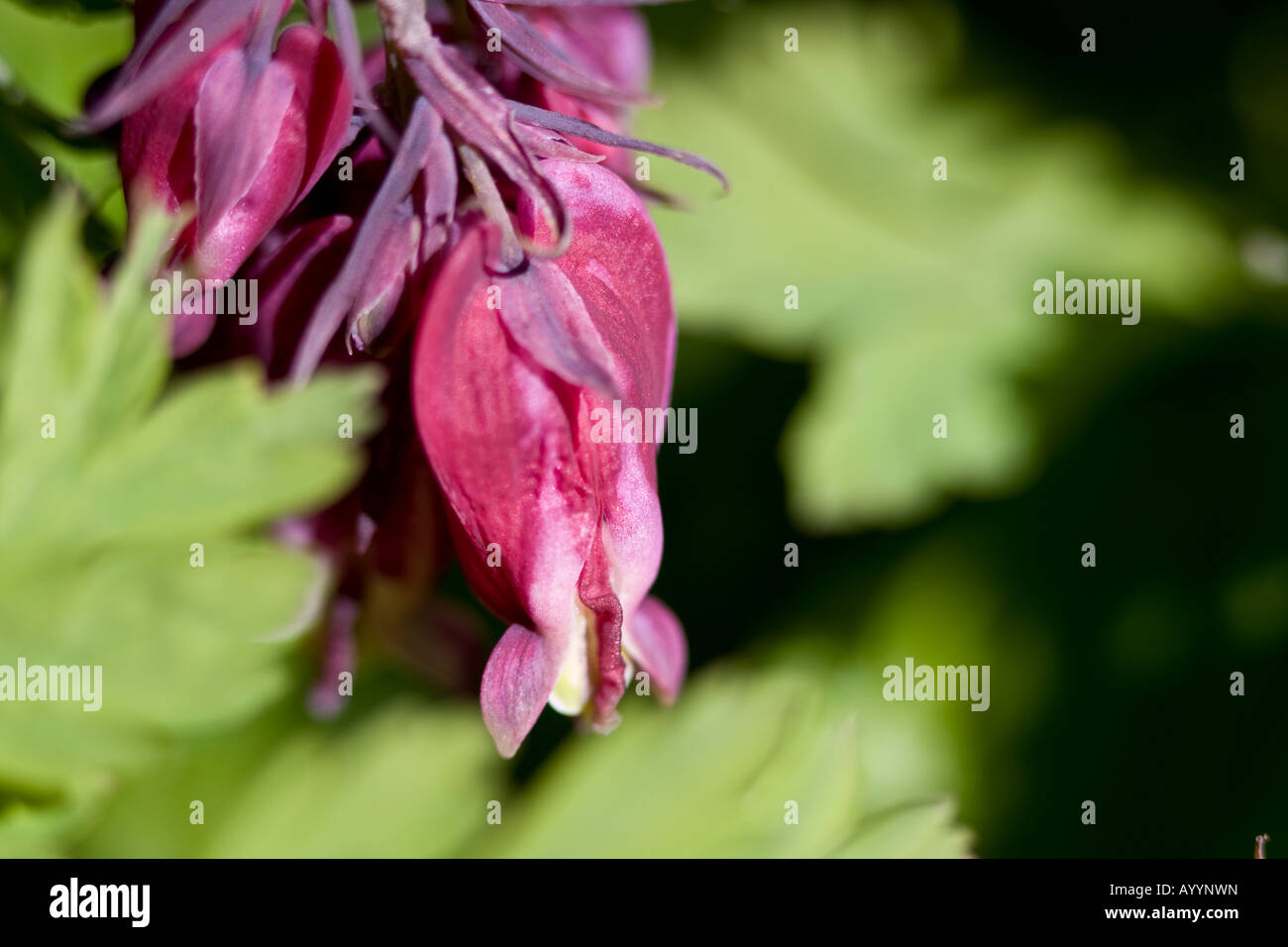 Closeup image of a wild bleeding heart Stock Photo - Alamy