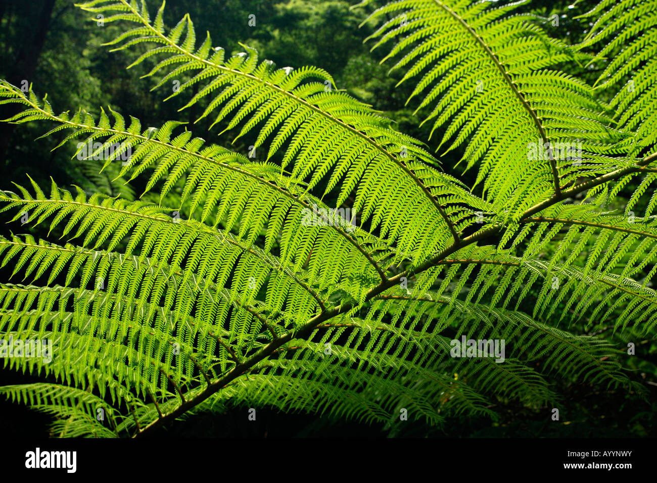 Leaf of a tree fern, sphaeropteris cooperi, in Caldeira Velha Park. Sao ...