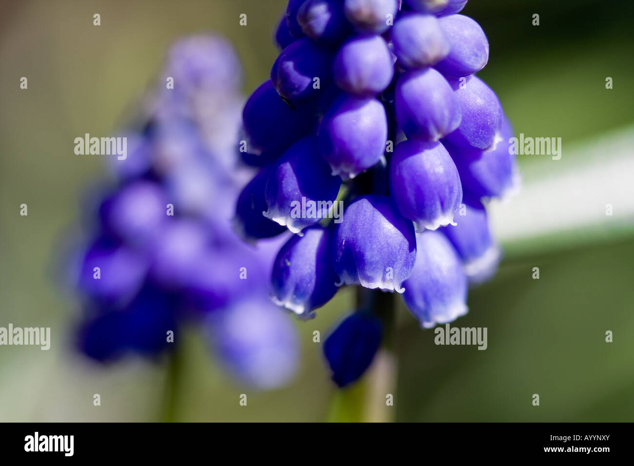 Closeup of a grape hyacinth cluster Stock Photo - Alamy