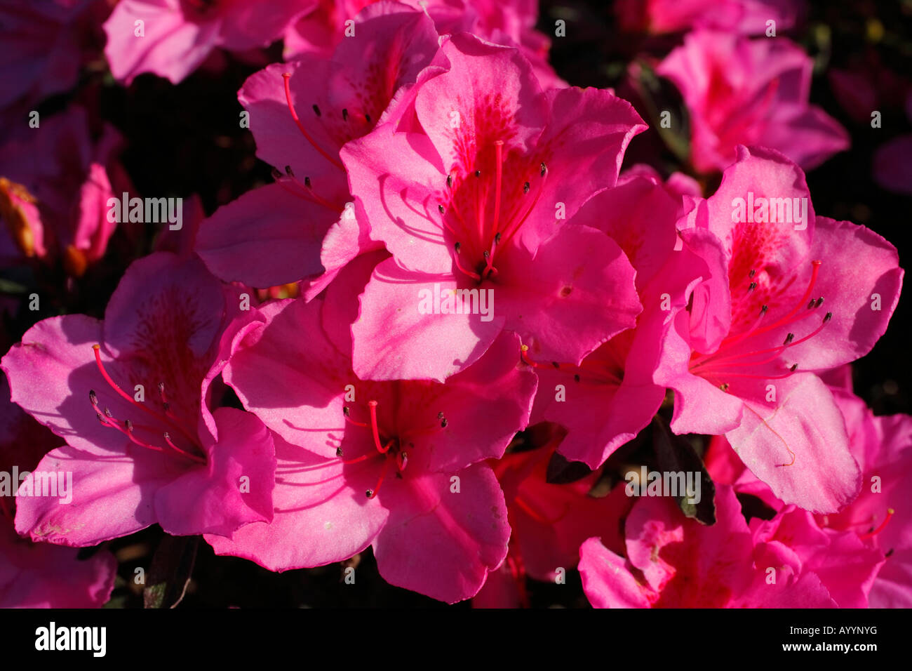 Azaleas blooming in Azores islands, Portugal Stock Photo - Alamy