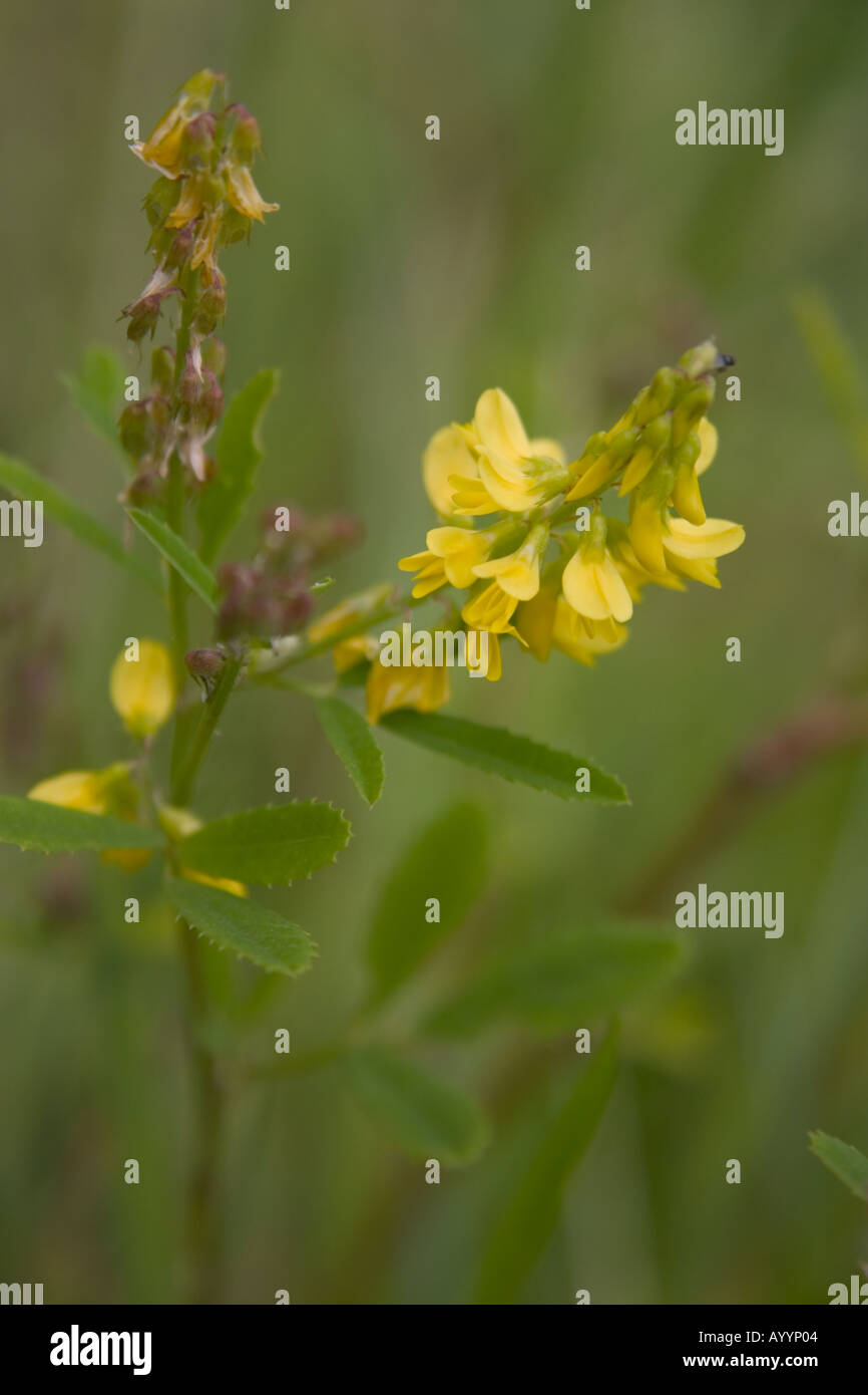 Ribbed flowers hi-res stock photography and images - Alamy