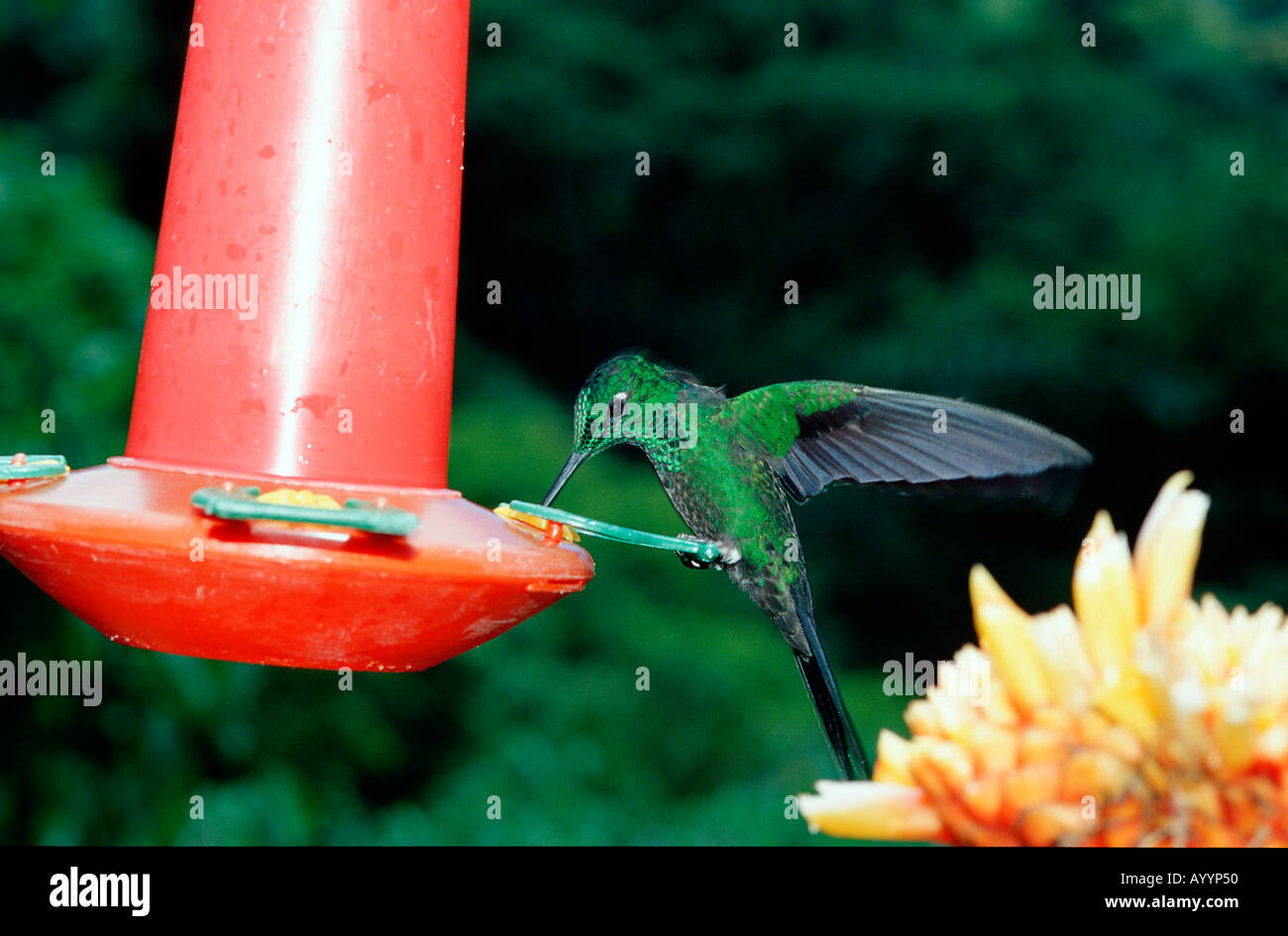 HUMMINGBIRD Coppery headed Emerald Costa Rica South america La Paz ...