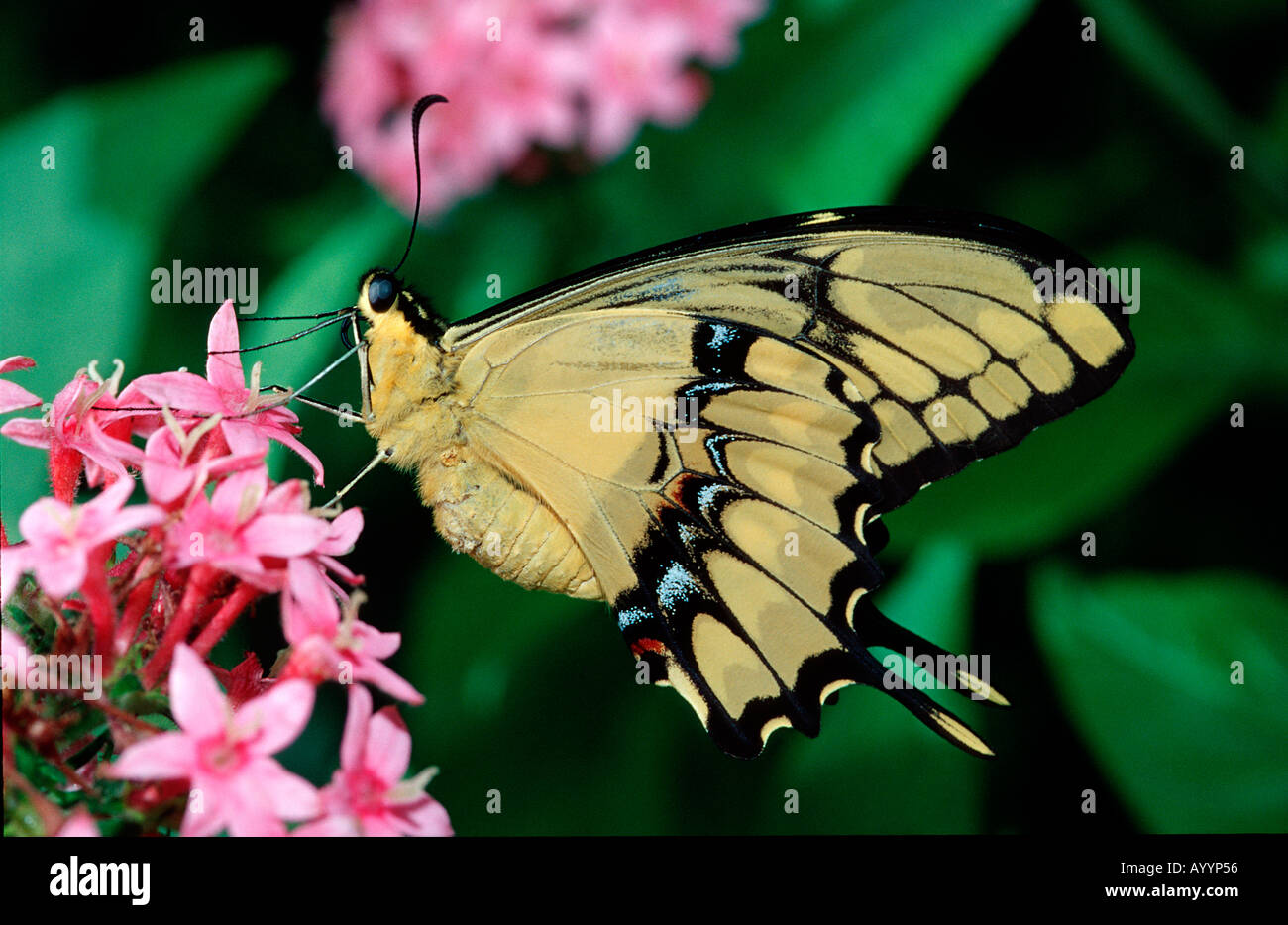 Swallowtail Butterfly Papilio thoas Costa Rica South america La Paz ...