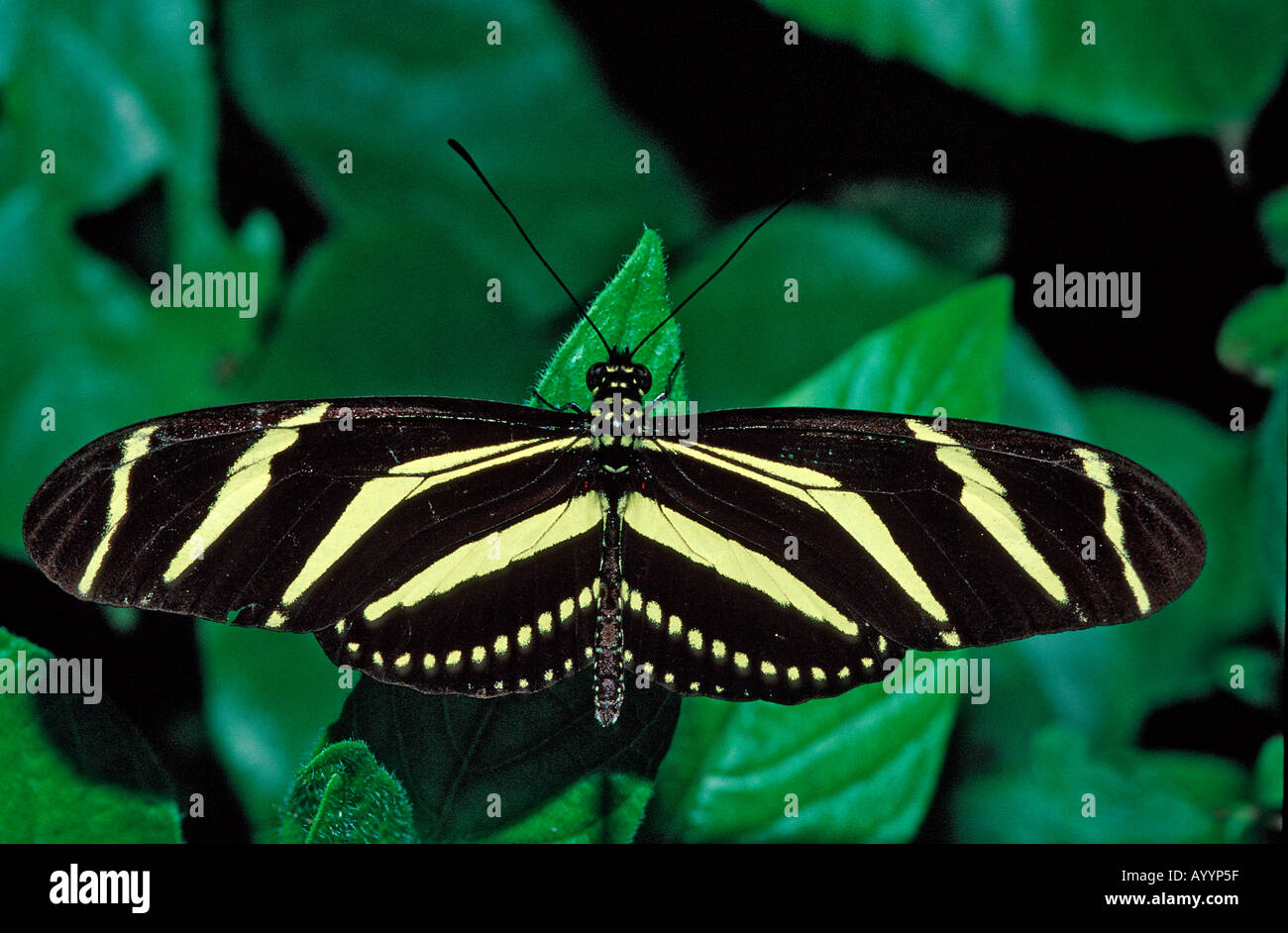 Zebra Longwing poisonous butterfly Heliconius charithonia Costa Rica ...