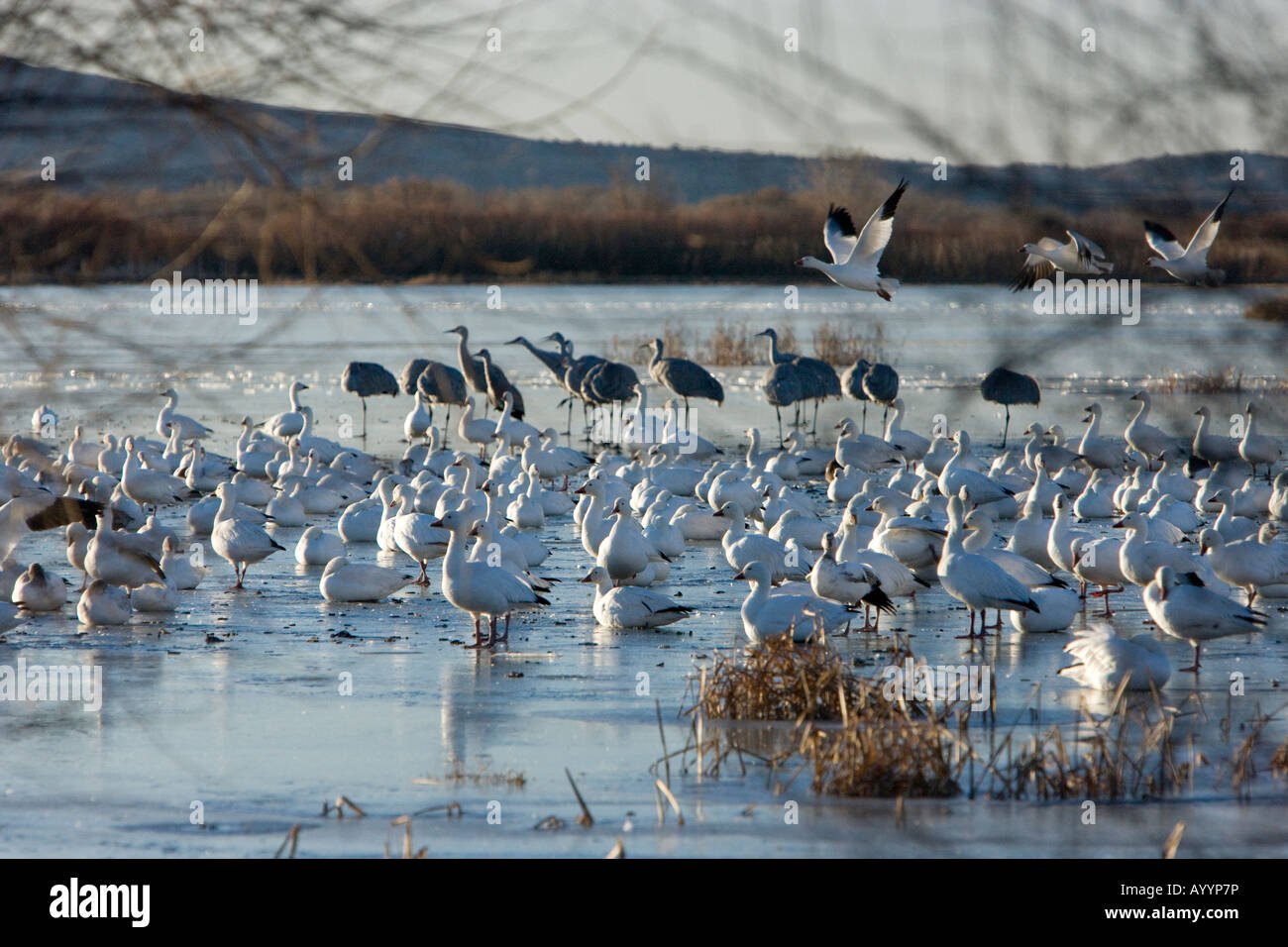 Migrating cranes grus hi-res stock photography and images - Alamy