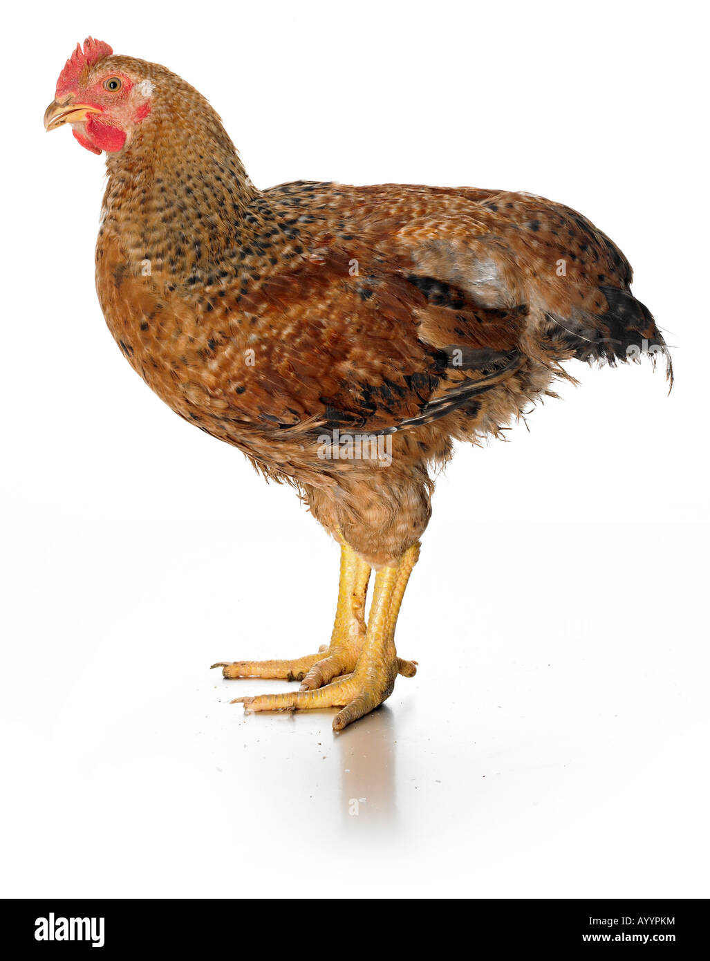 Live chicken legs hi-res stock photography and images - Alamy