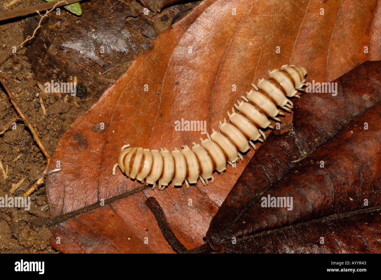 Millipede on lowland rainforest floor, Costa Rica Stock Photo - Alamy